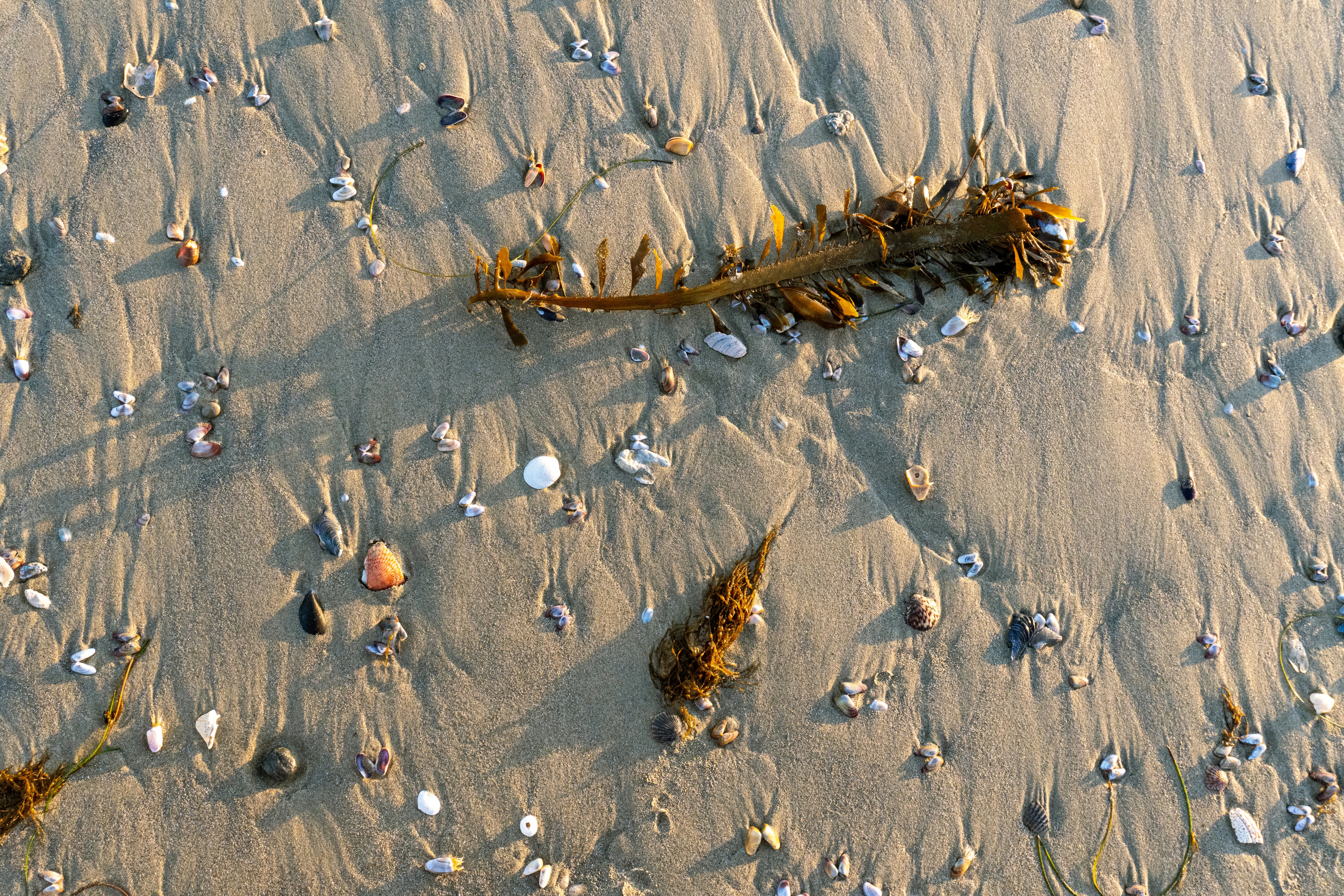 A group of seaweed and sea shells on a beach photo – Free Dog beach ...