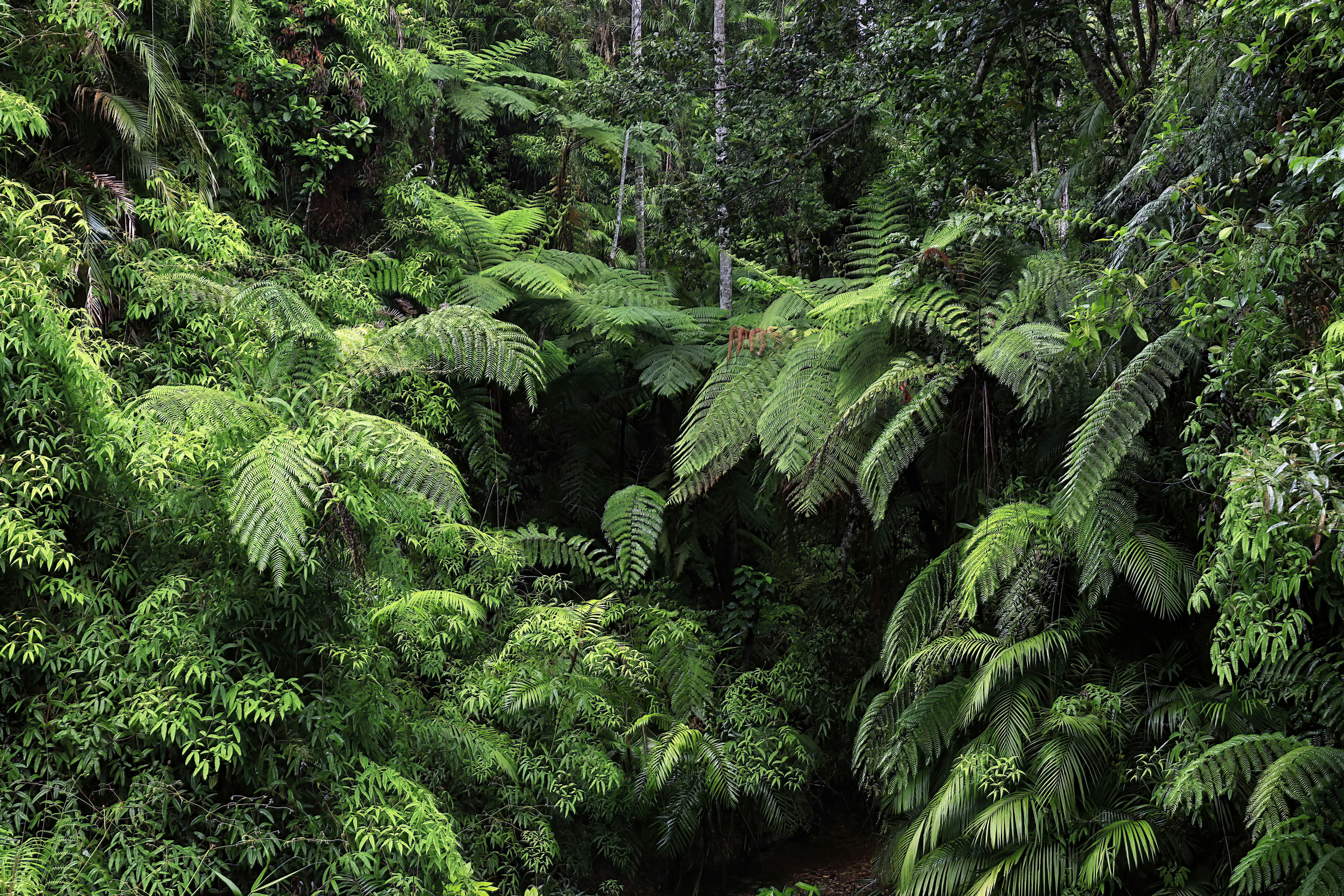 Dense foliage of ferns and tropical plants enveloping a hidden ravine in a vibrant rainforest.