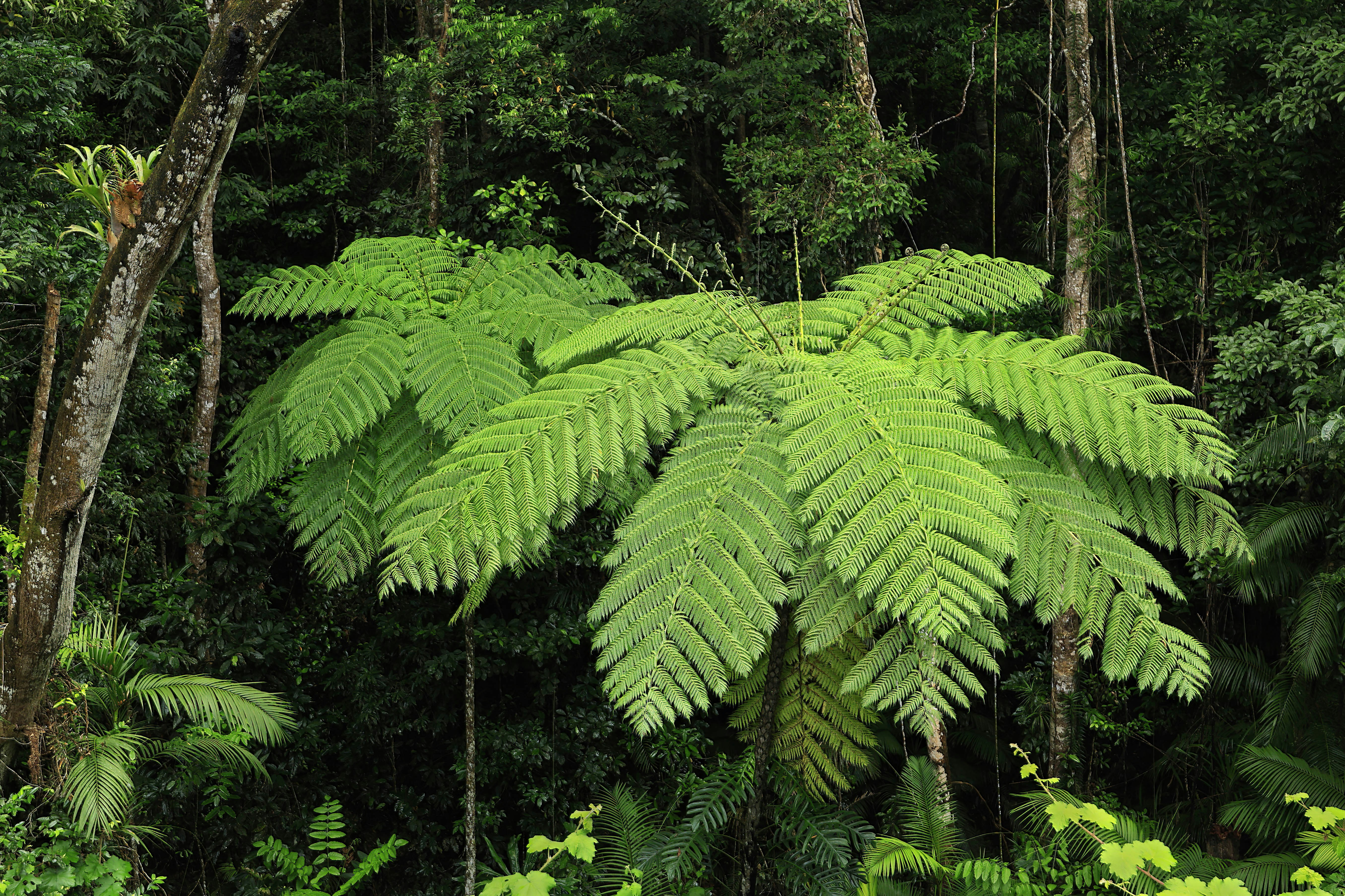 A lush green forest filled with lots of trees photo – Free Kuranda qld ...