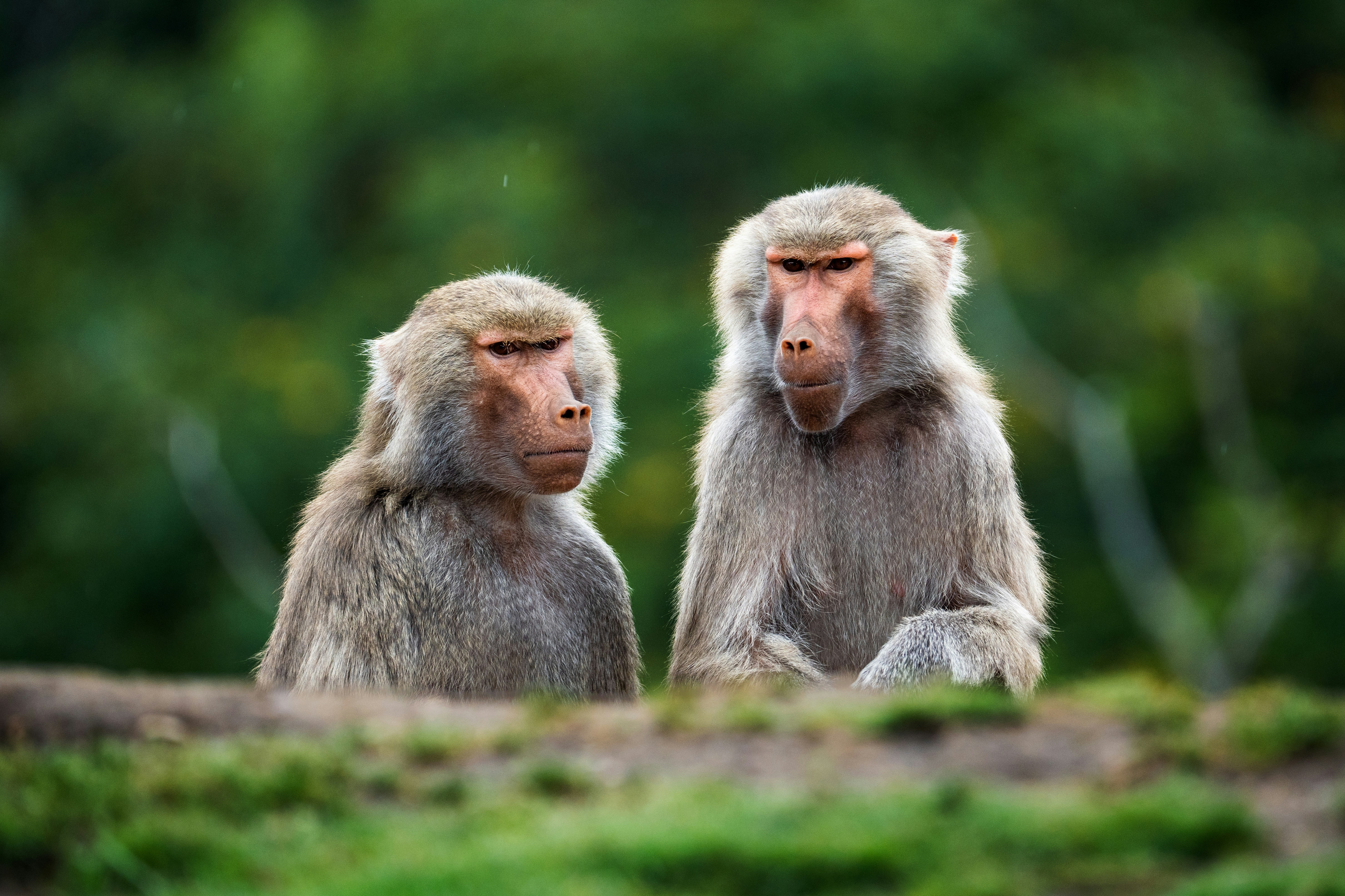 A couple of monkeys sitting next to each other photo – Free Animal ...