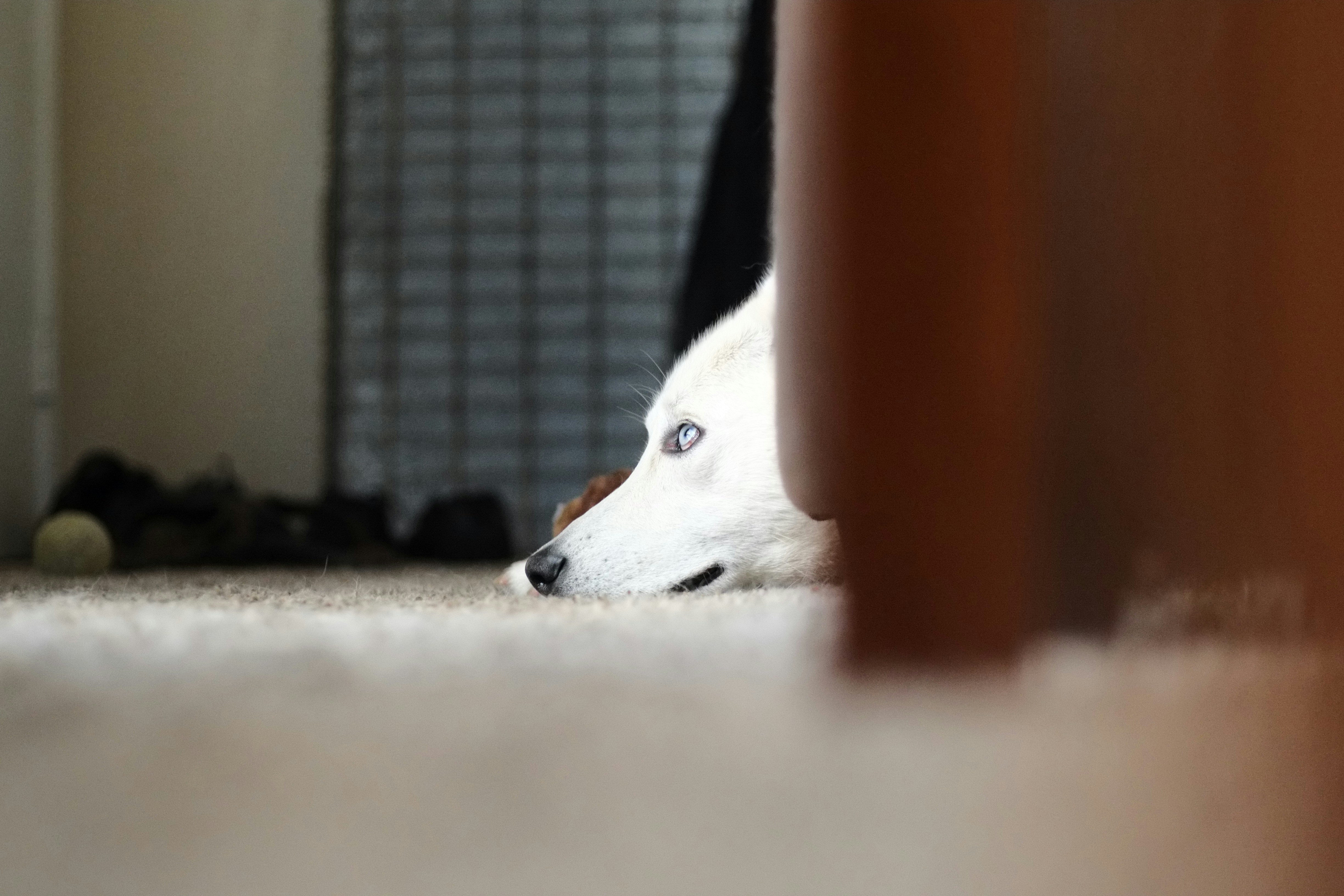 A Moment of Serenity: The Watchful Canine