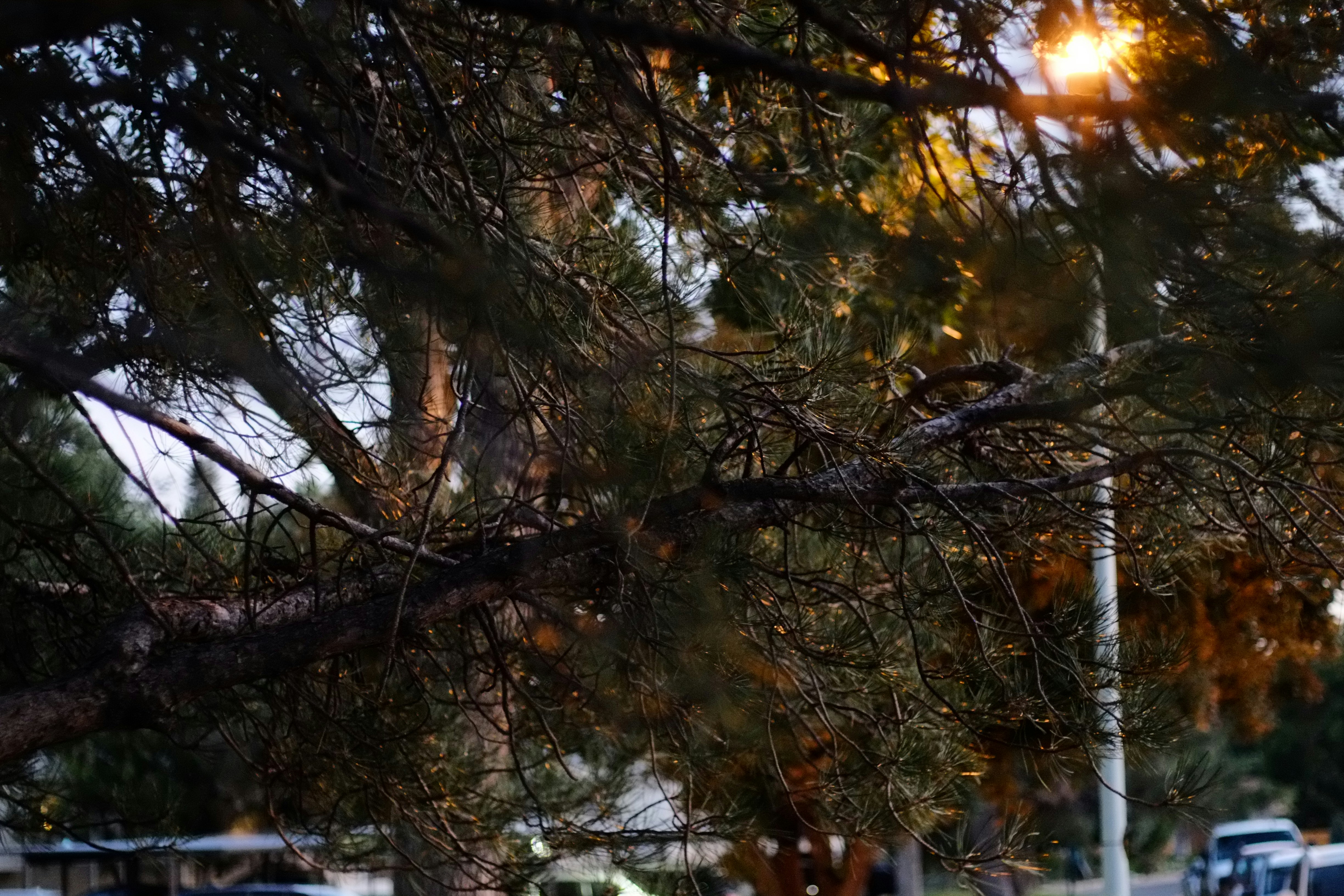 Sunflare Through Pine Needle Web: A Quiet Suburban Framing
