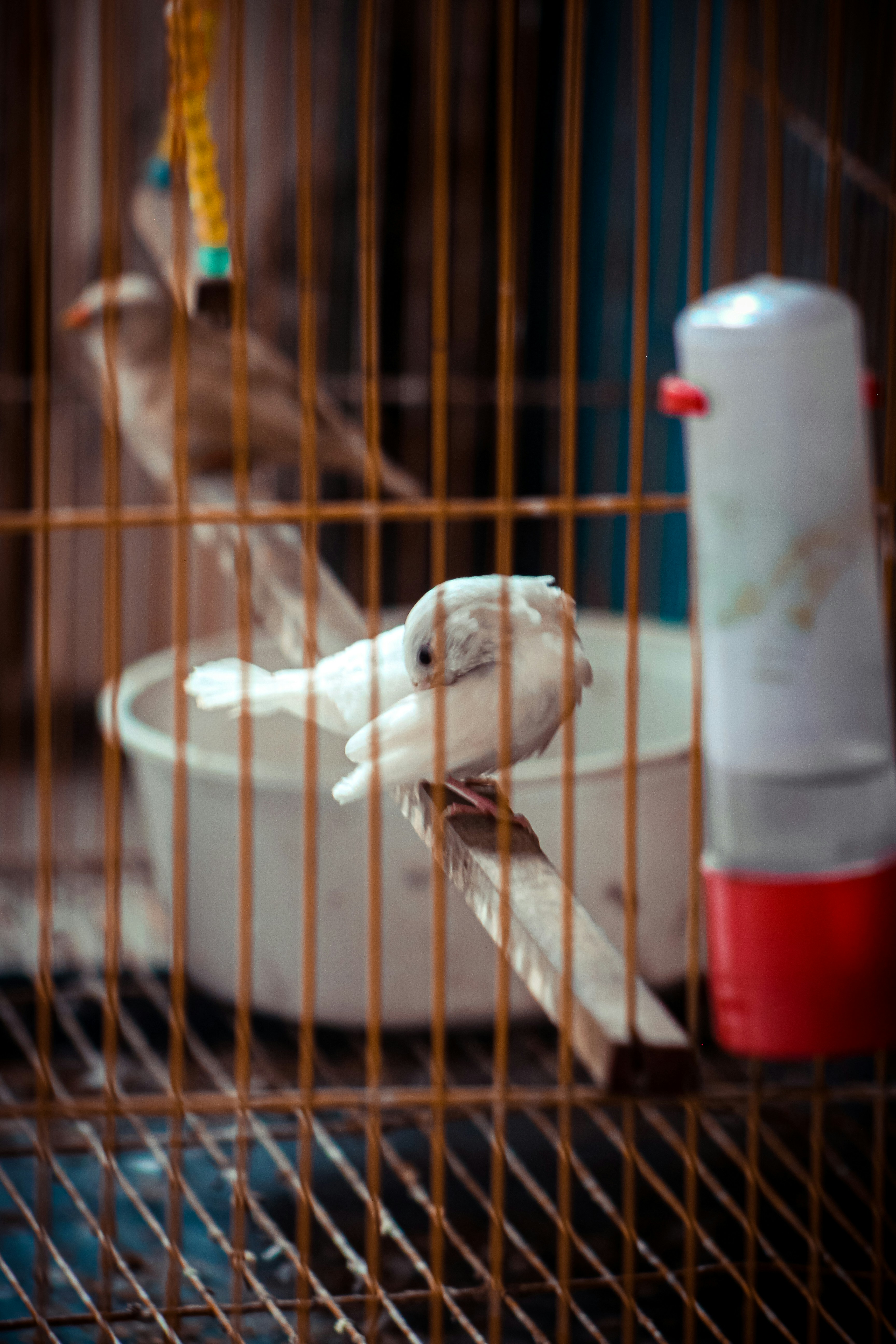 White Cockatiel Quietly Framed by Copper Cage Bars