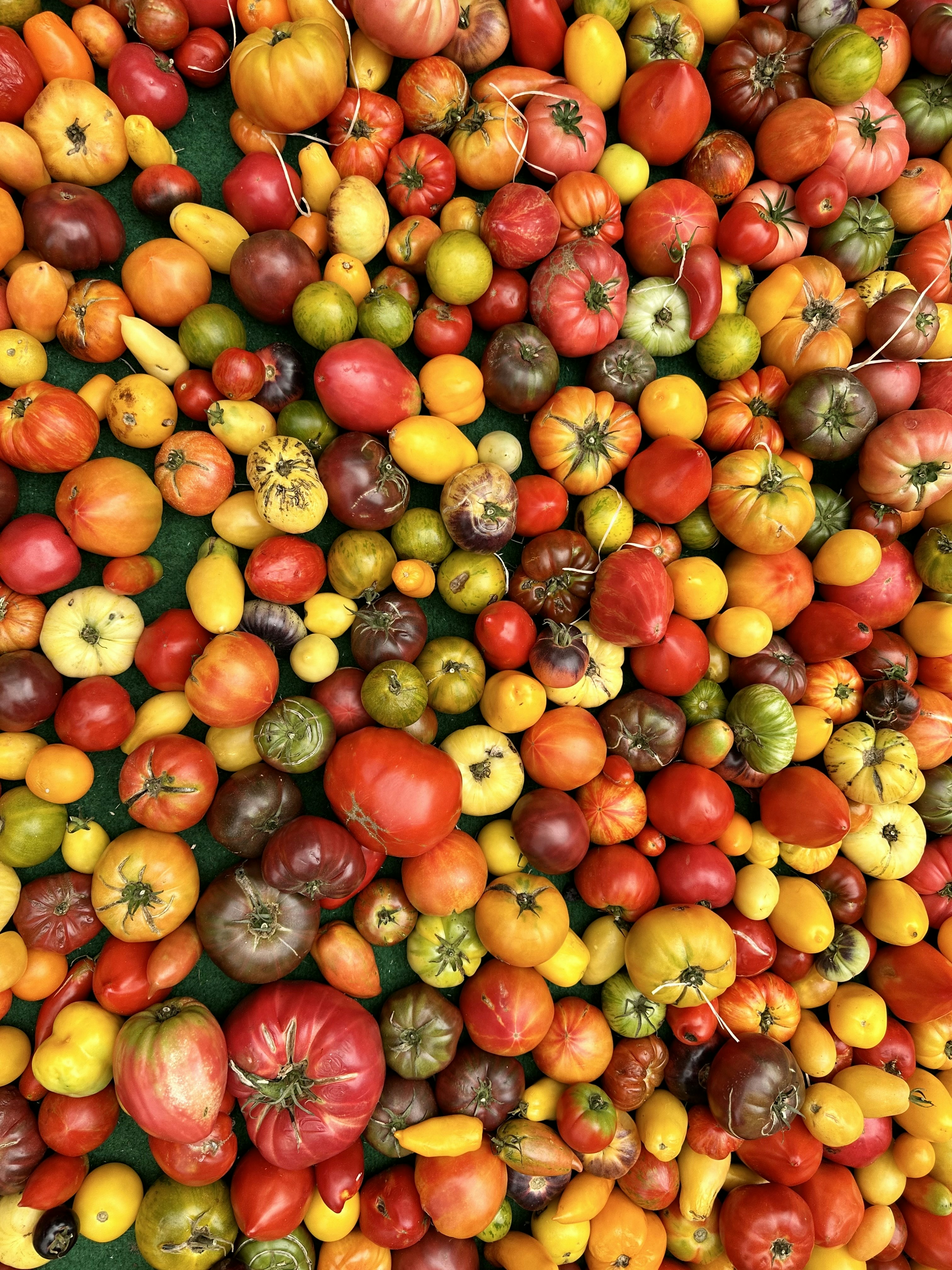 Une grande quantité de différents types de tomates photo – Image ...