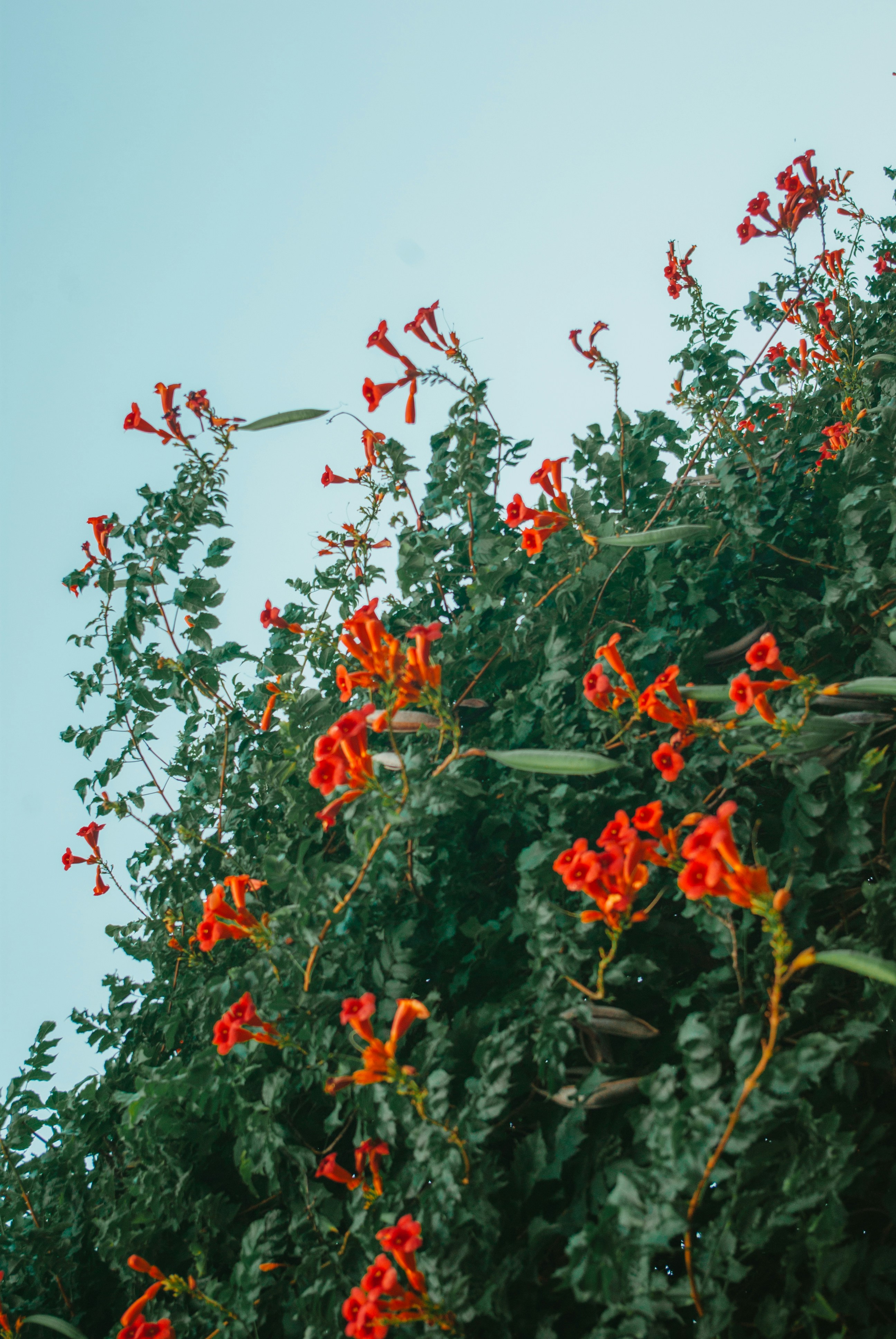 A tree with red flowers in the foreground and a blue sky in the ...