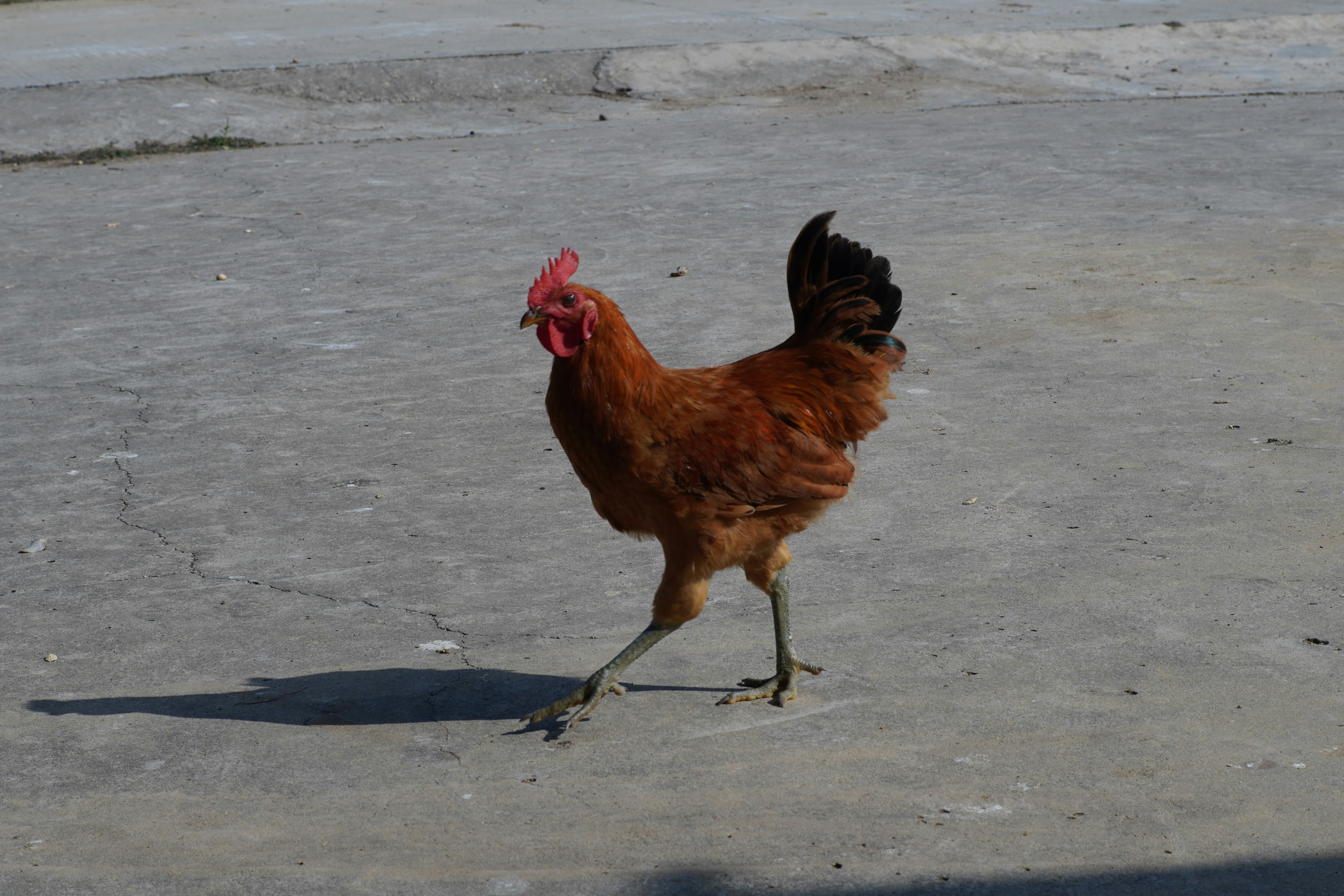 Crimson Rooster on a Sunlit Concrete Canvas