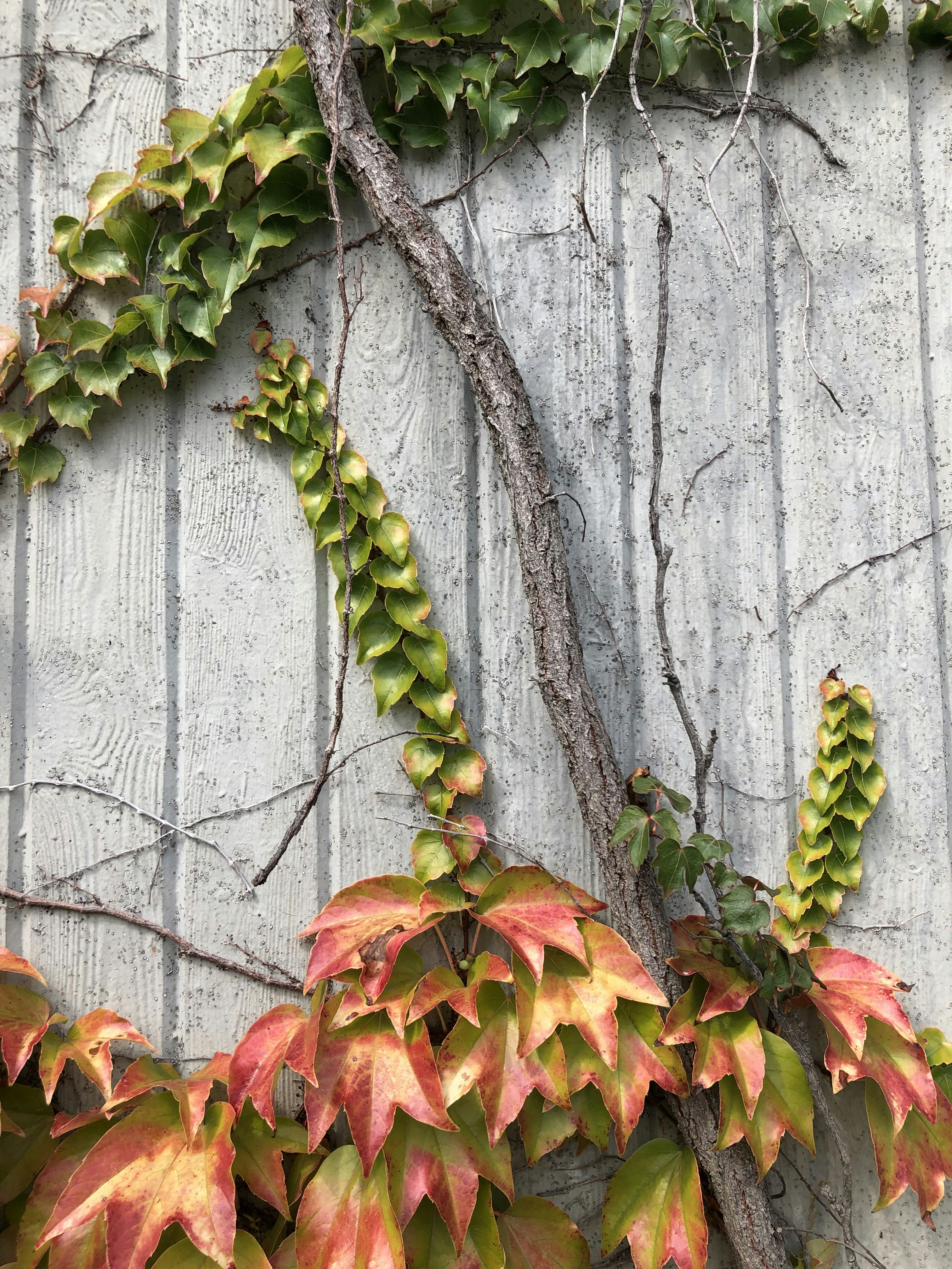 A vine is growing on the side of a building photo – Free Plant Image on ...