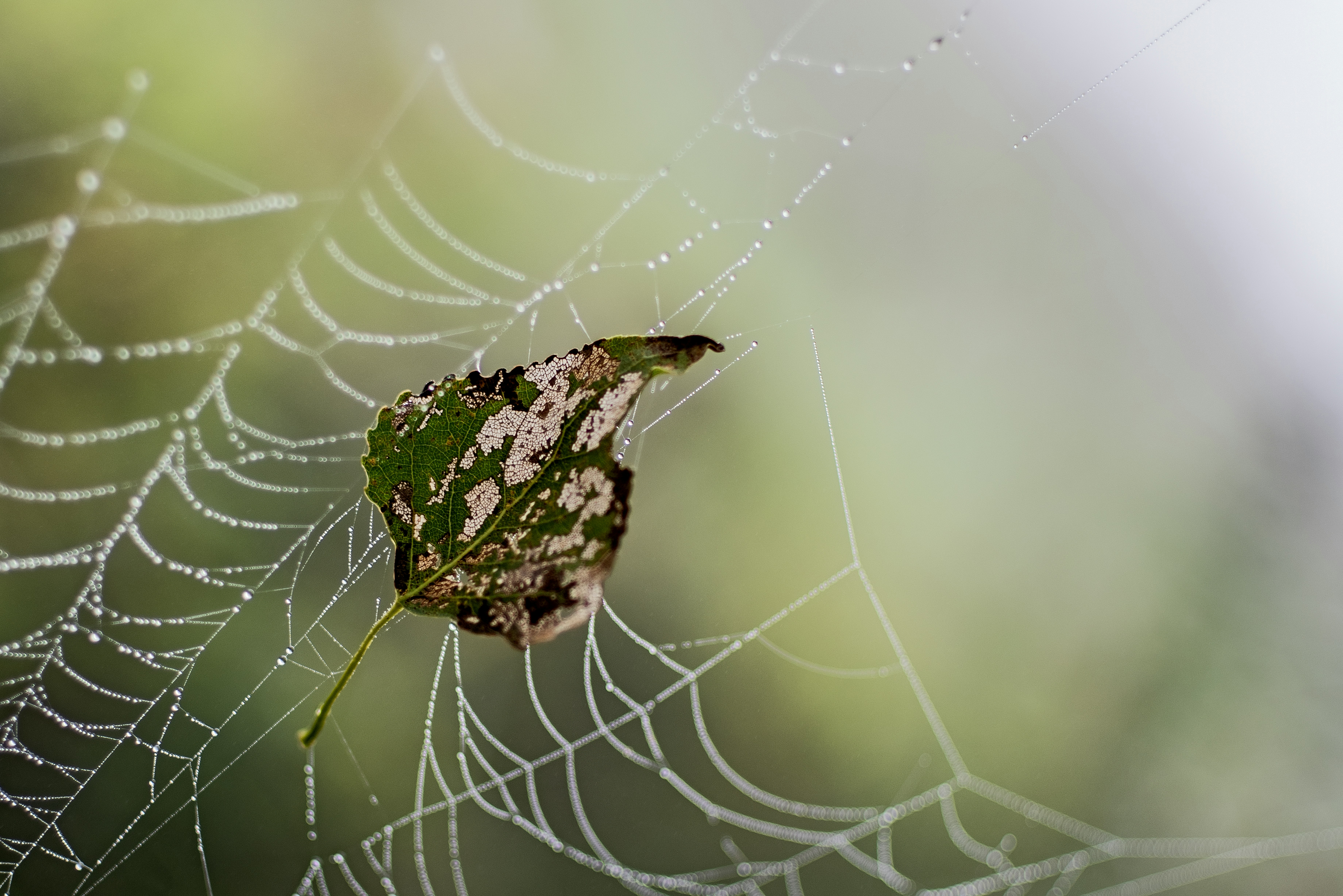 Leaf Adrift in a Dew-Spun Web: Silence Among Silk Threads