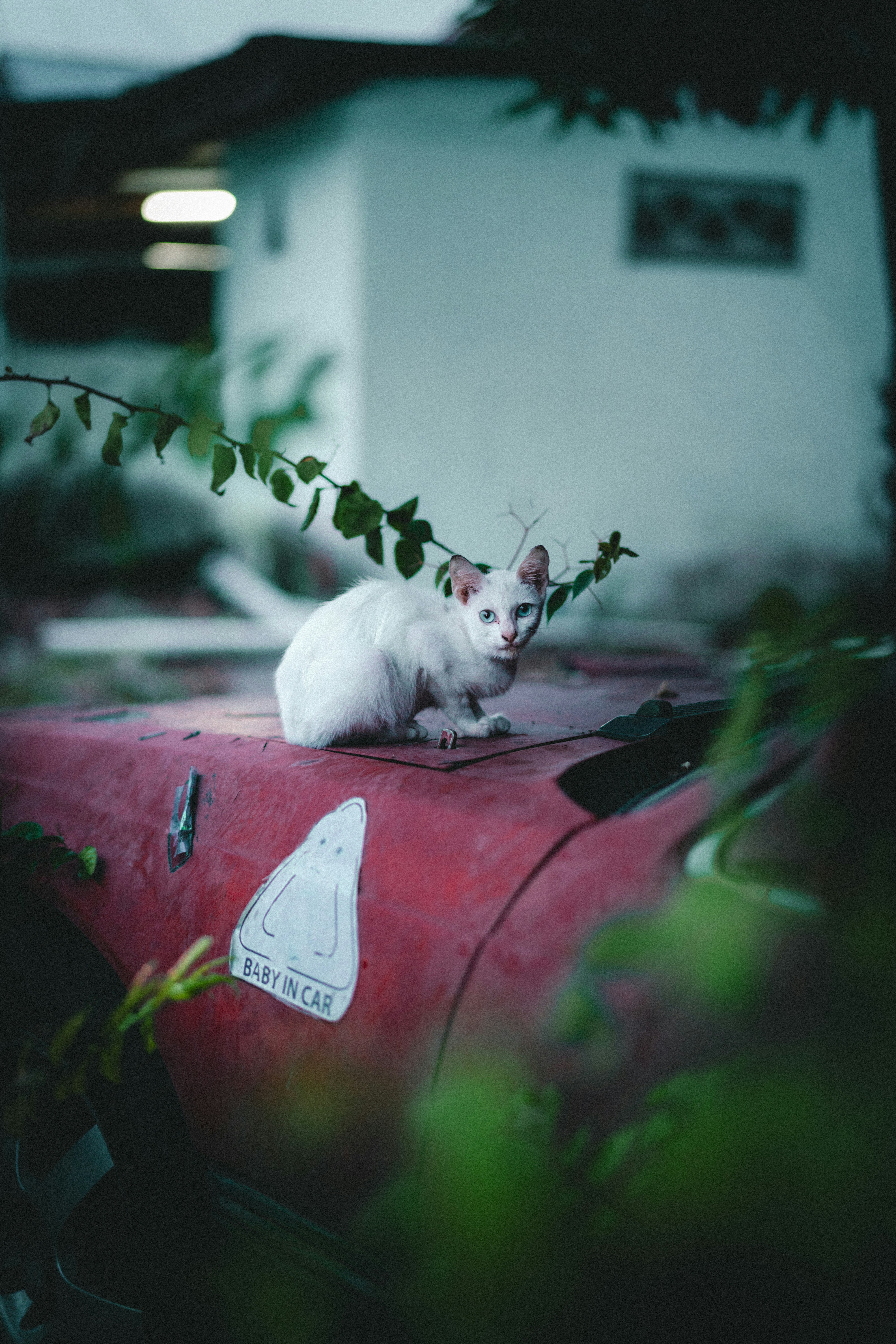 Photo by Ellis Lee with Sony Alpha 7 III