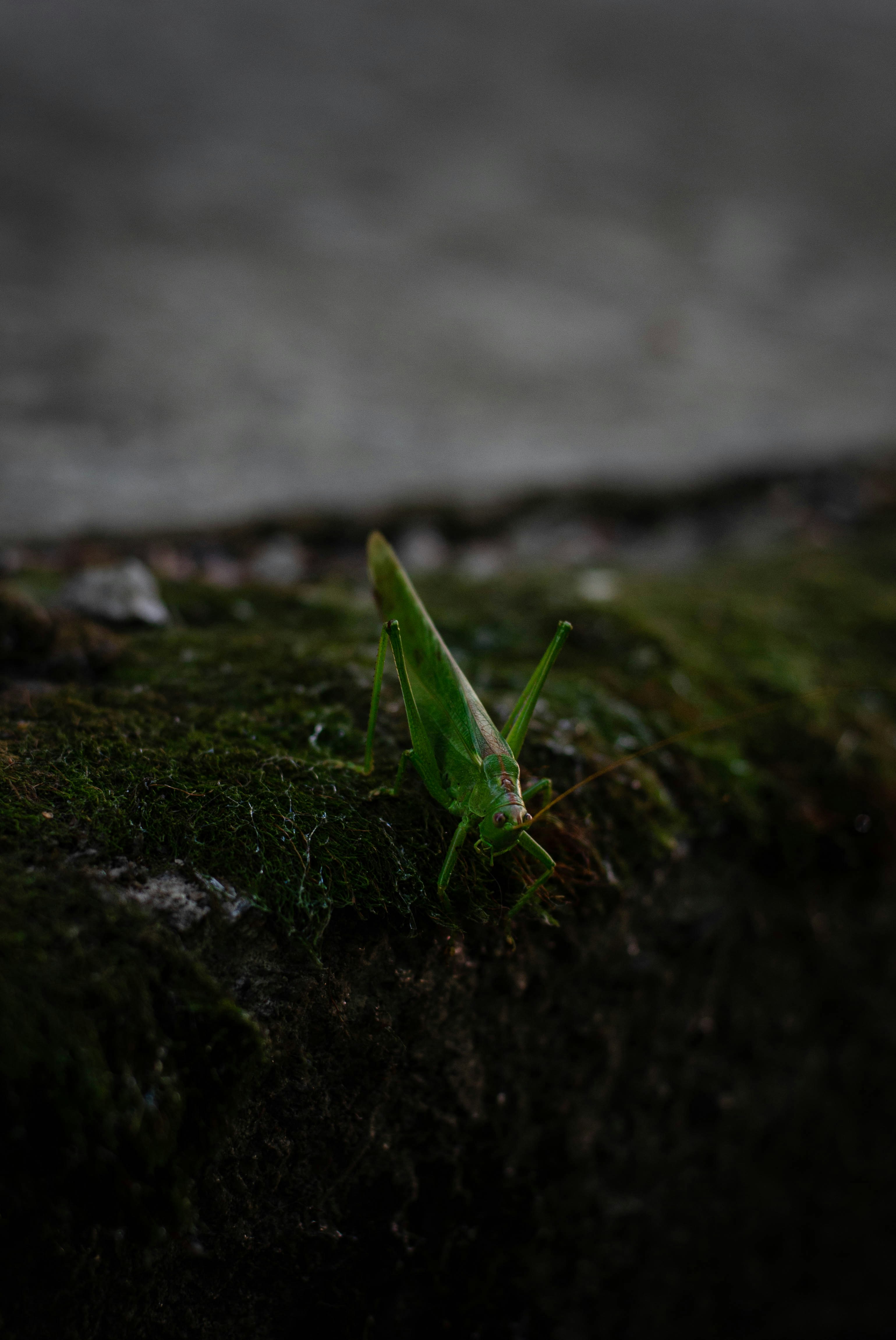 Mantid on Mossy Verge: a quiet macro moment on a shadowed ledge