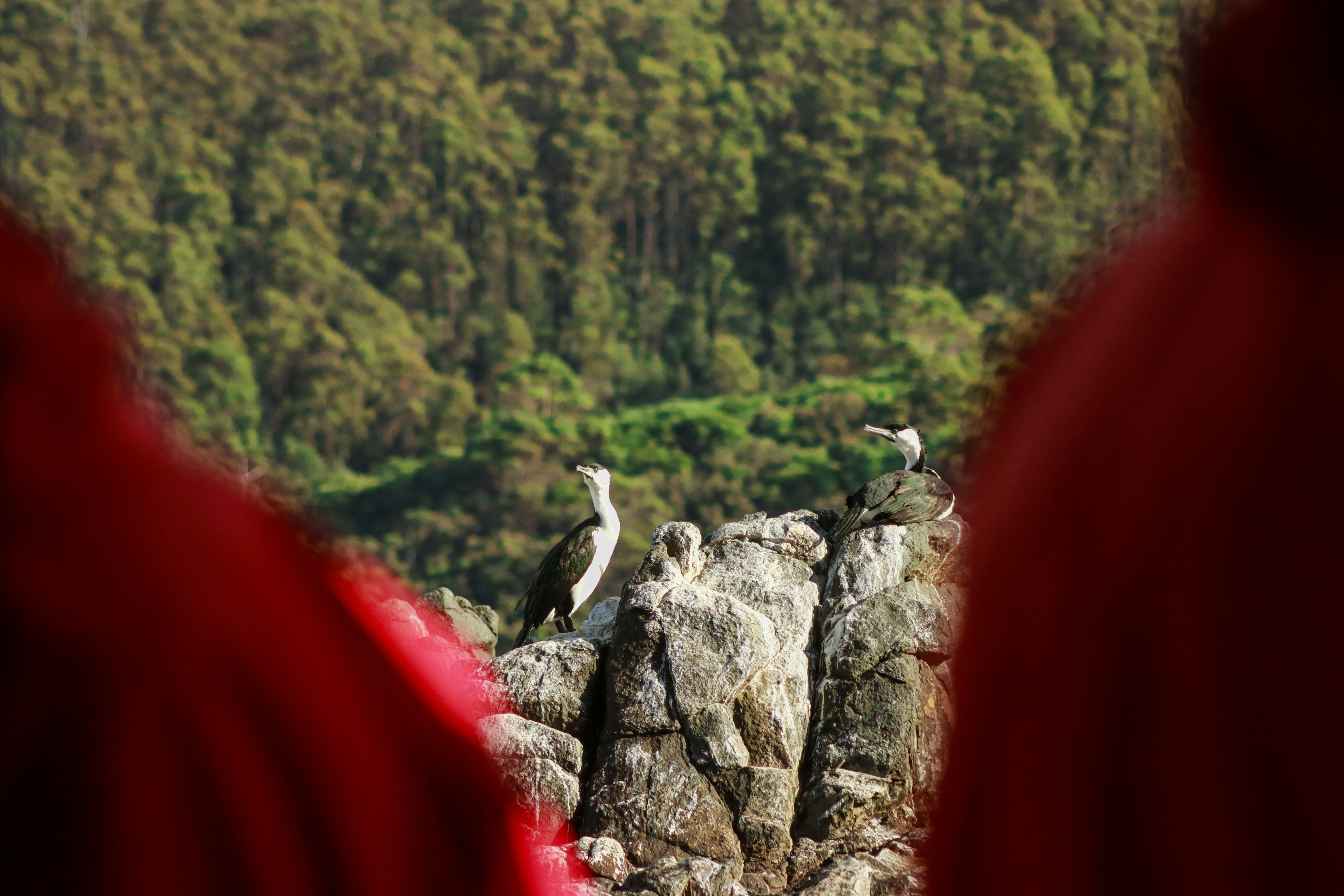 Craggy Perch: Two Herons on a Coastal Ridge Framed by Red-Fringed Viewers