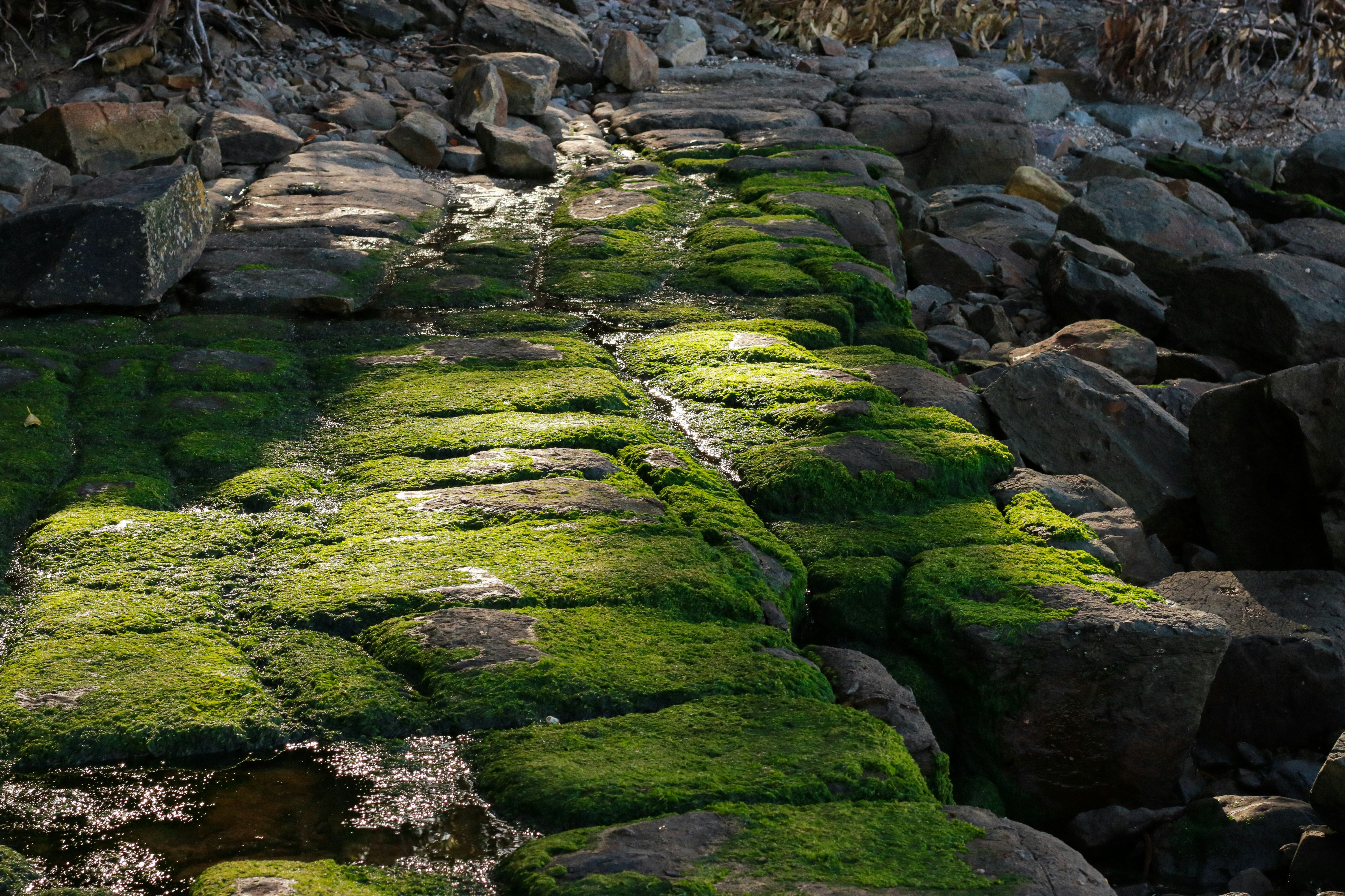 tessellated pavement | moss growing on a stone wall in the woods