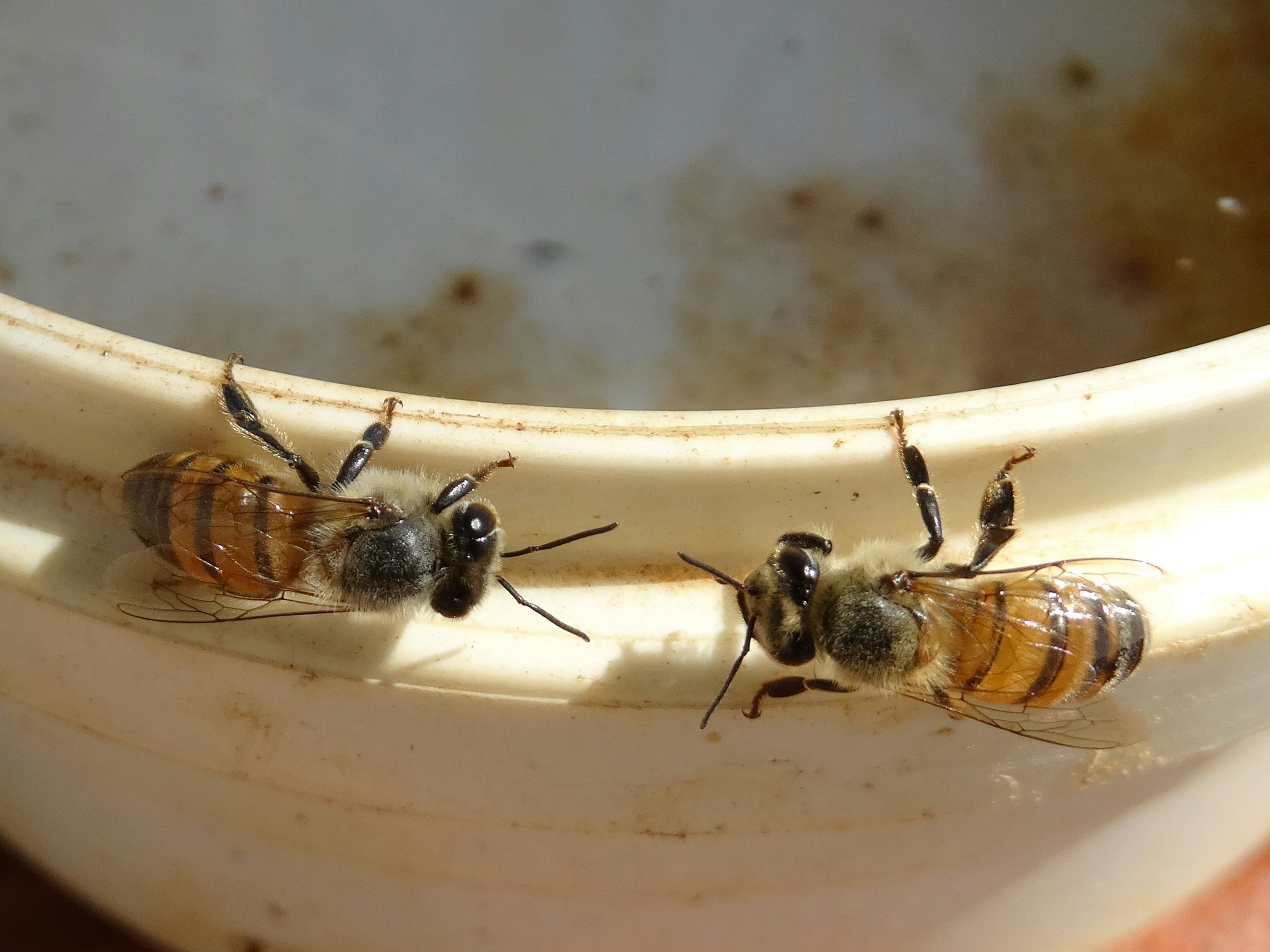 Rim Rendezvous: Two Ants Face Off on a Ceramic Edge