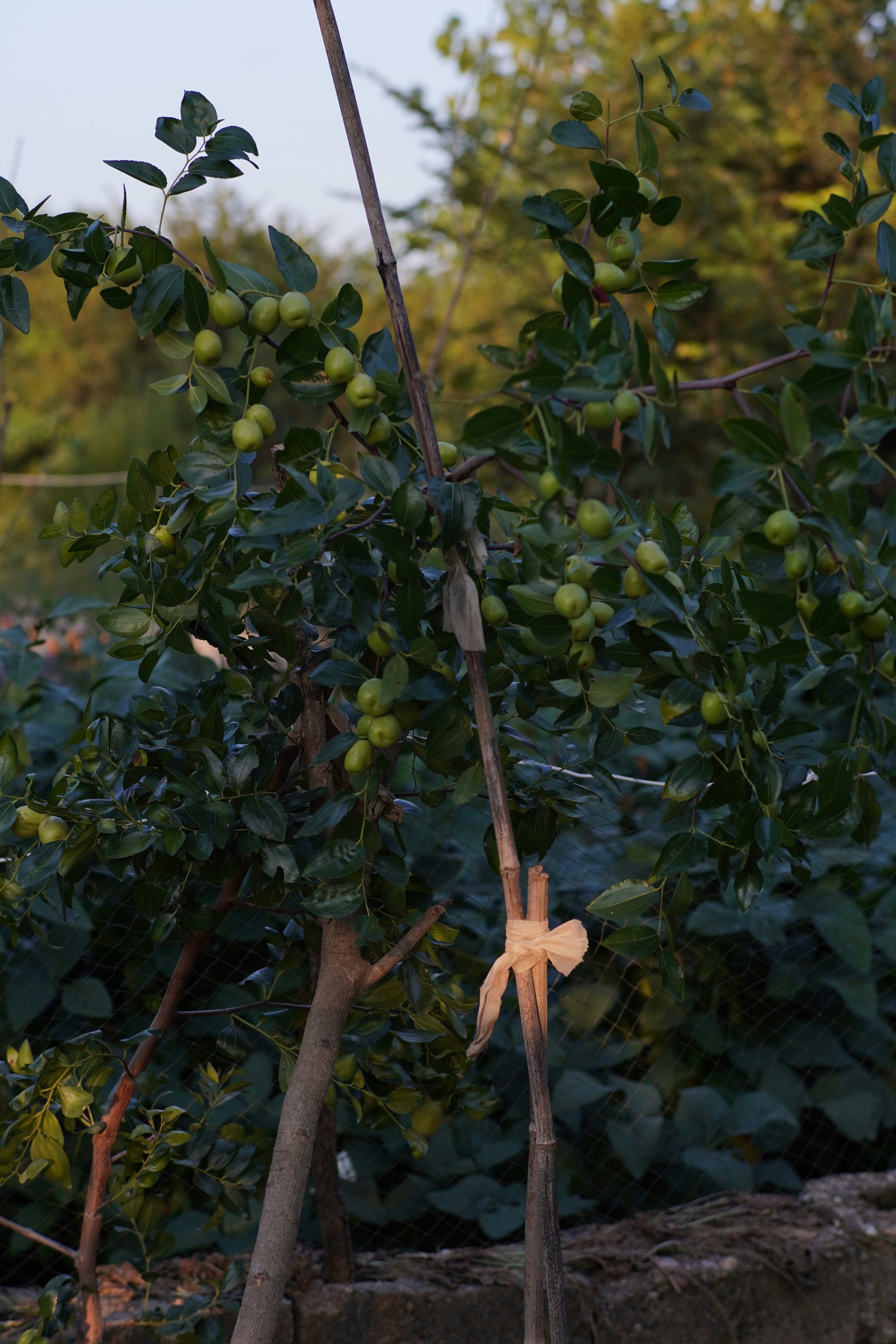 Green Crabapples under Tied Stakes: A Quiet Garden Portrait
