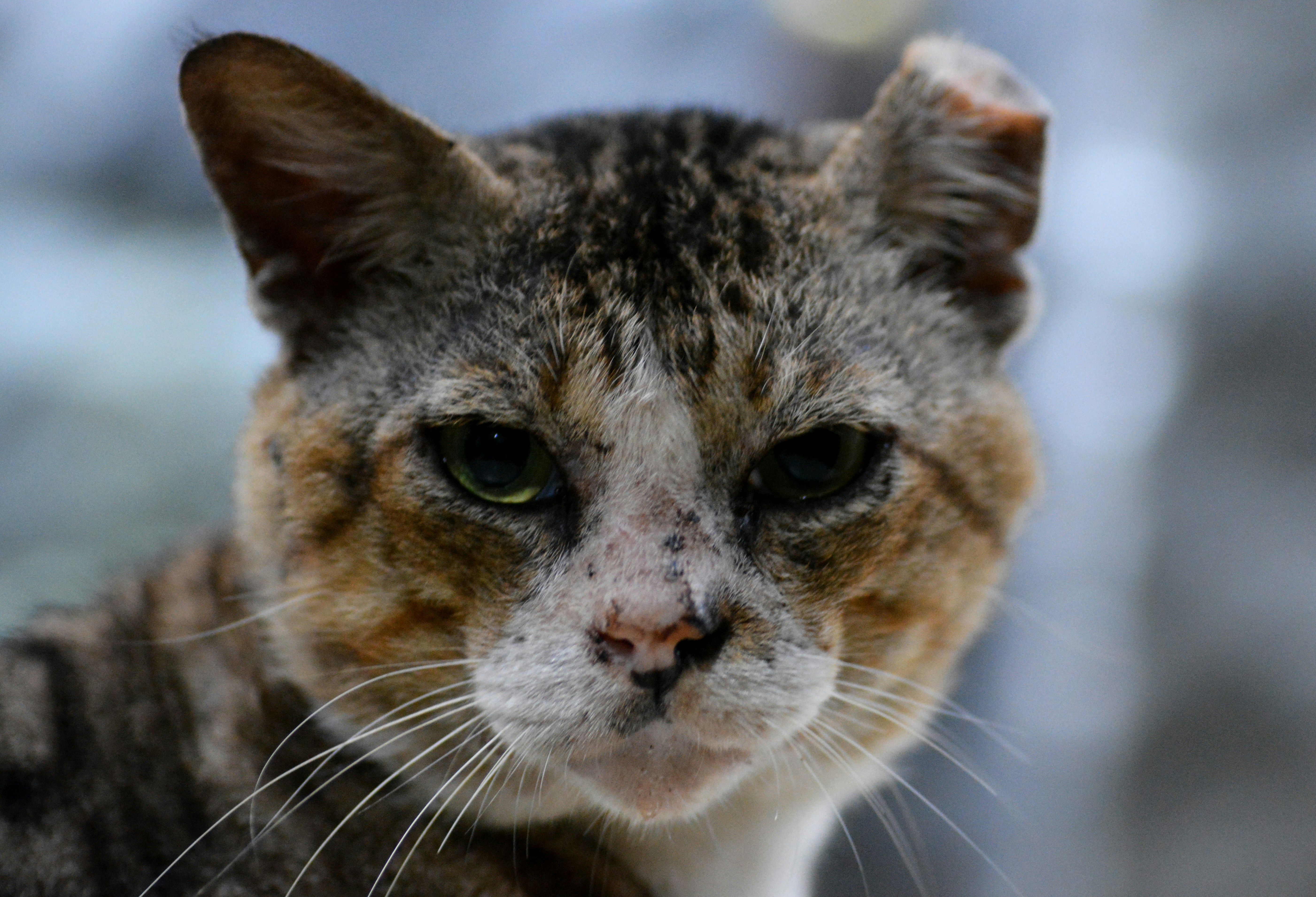 Gaze in Focus: A Calico Cat's Quiet Portrait
