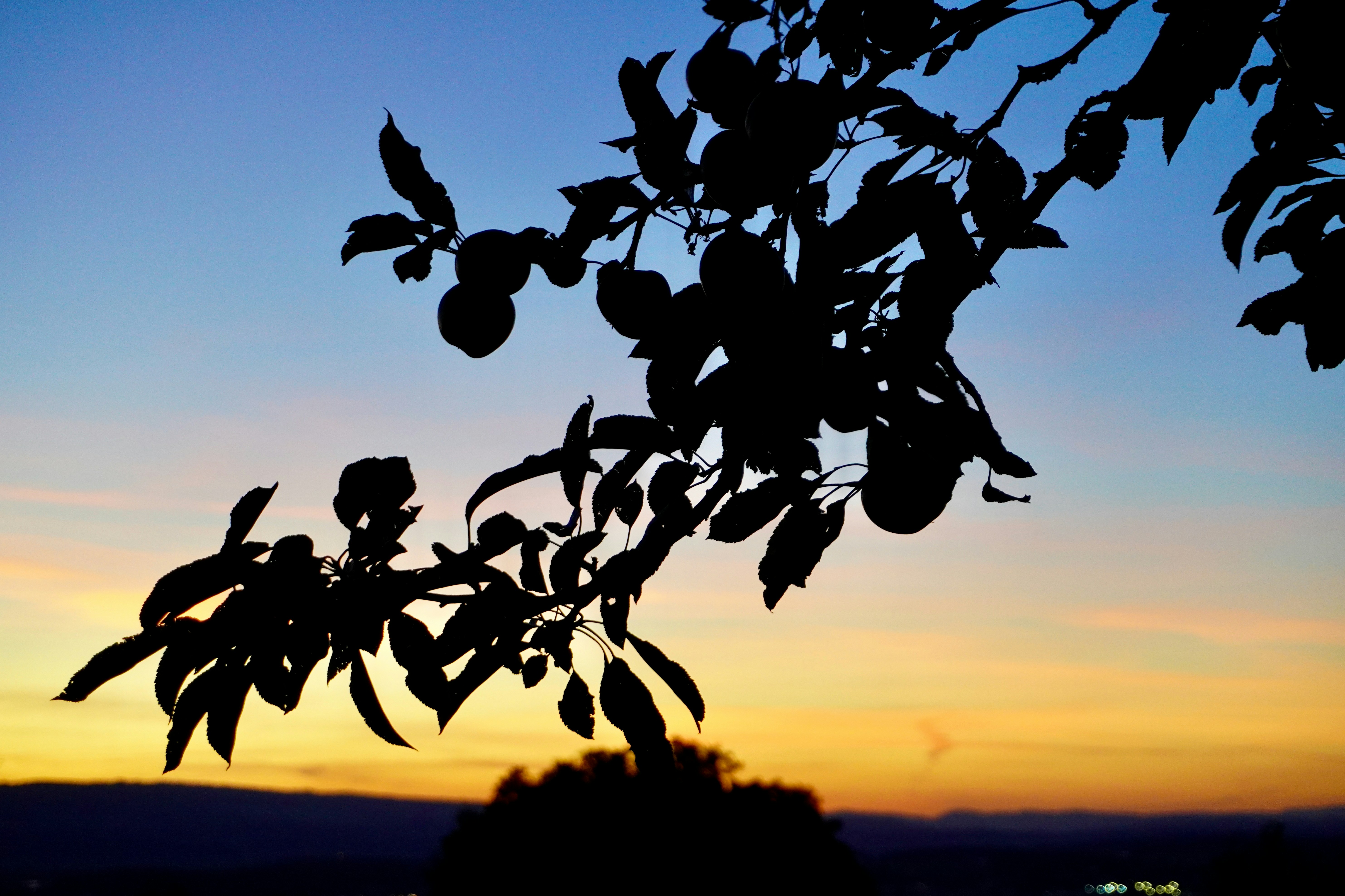 Silhouetted Branches Against a Golden Horizon