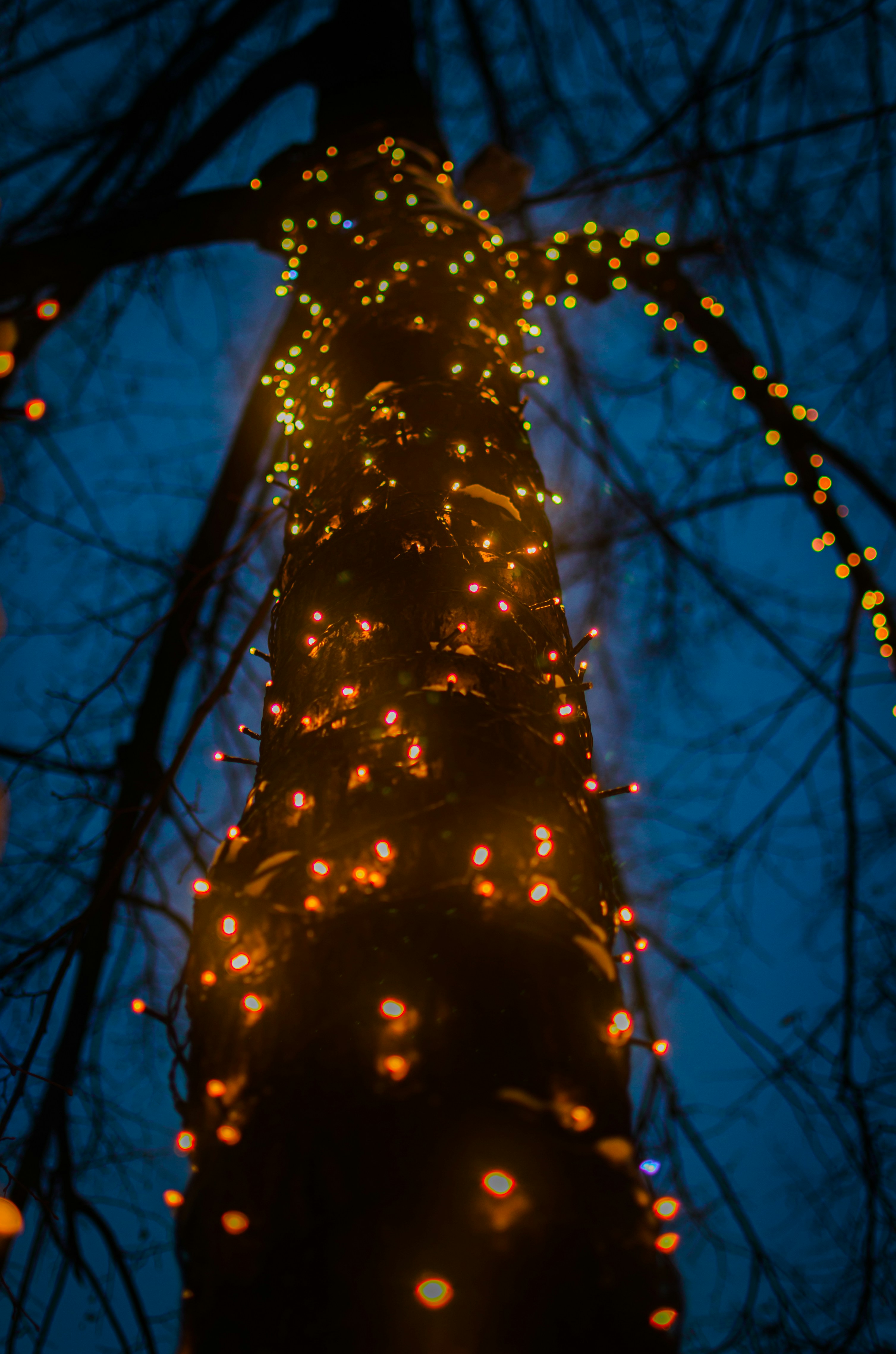 A very tall tree covered in lots of lights photo – Free Novosibirsk ...