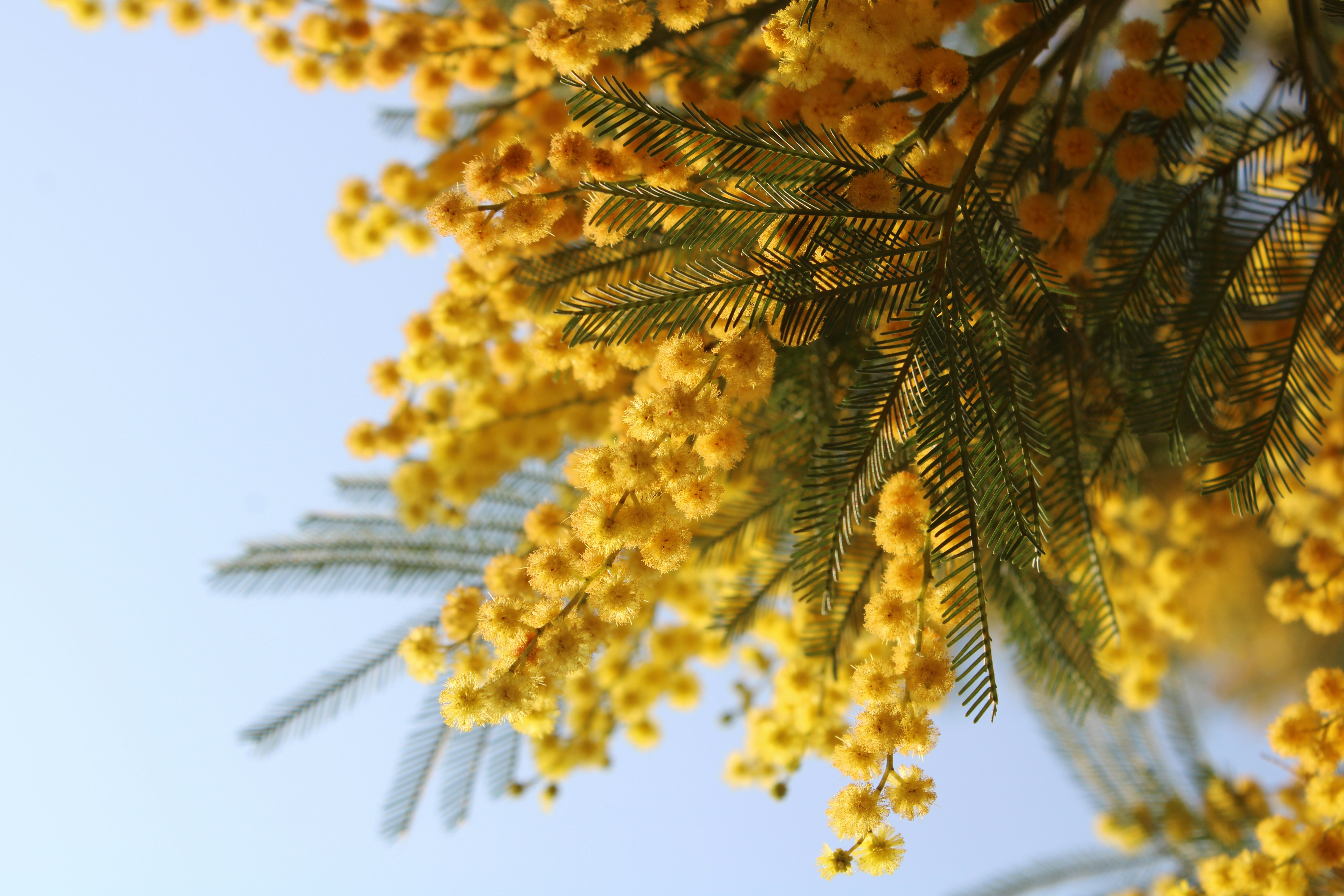 Sun-Kissed Mimosa: Yellow Clusters Framed by a Cerulean Sky