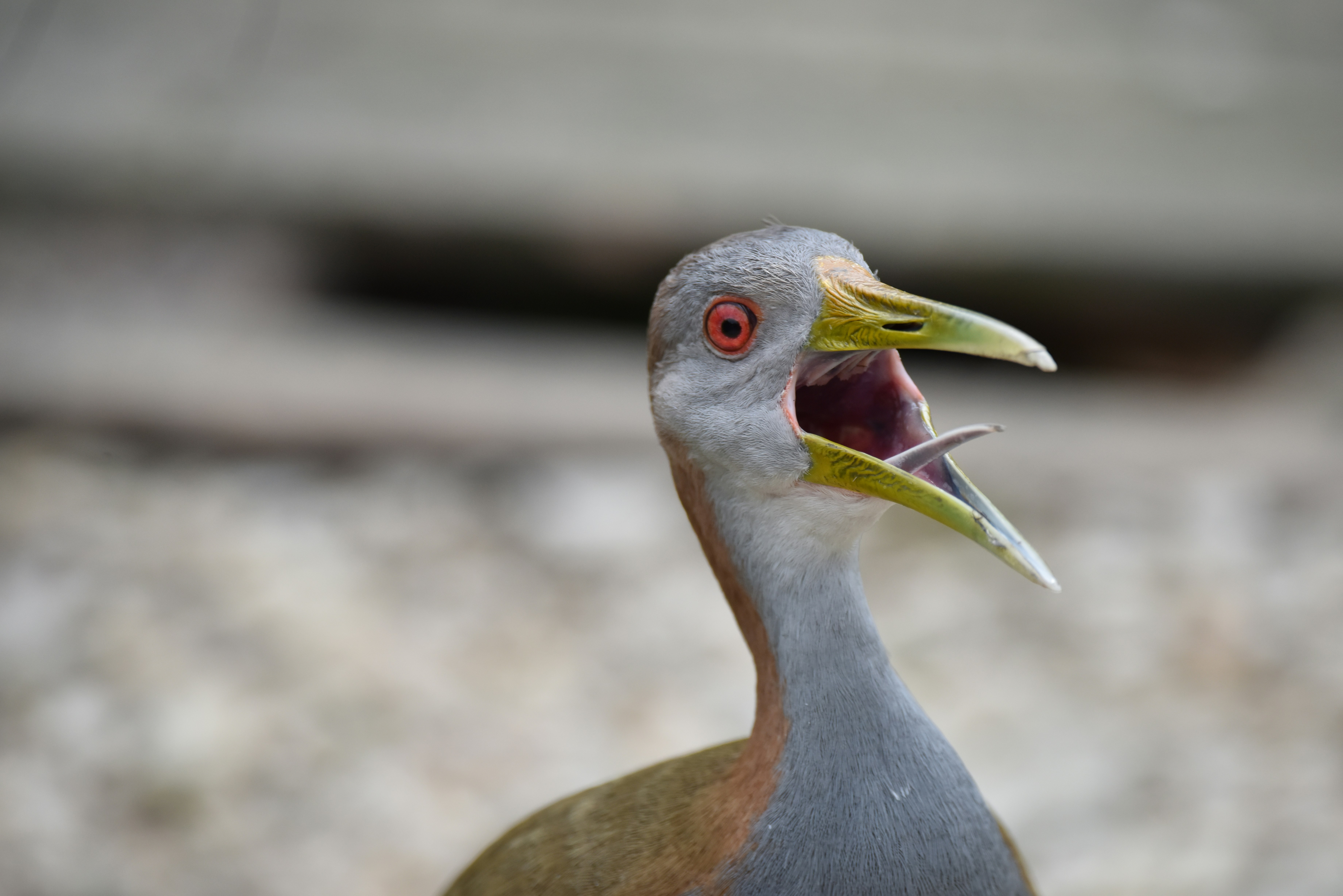 Mid-Call Portrait of a Red-Eyed Grey-Necked Waterbird