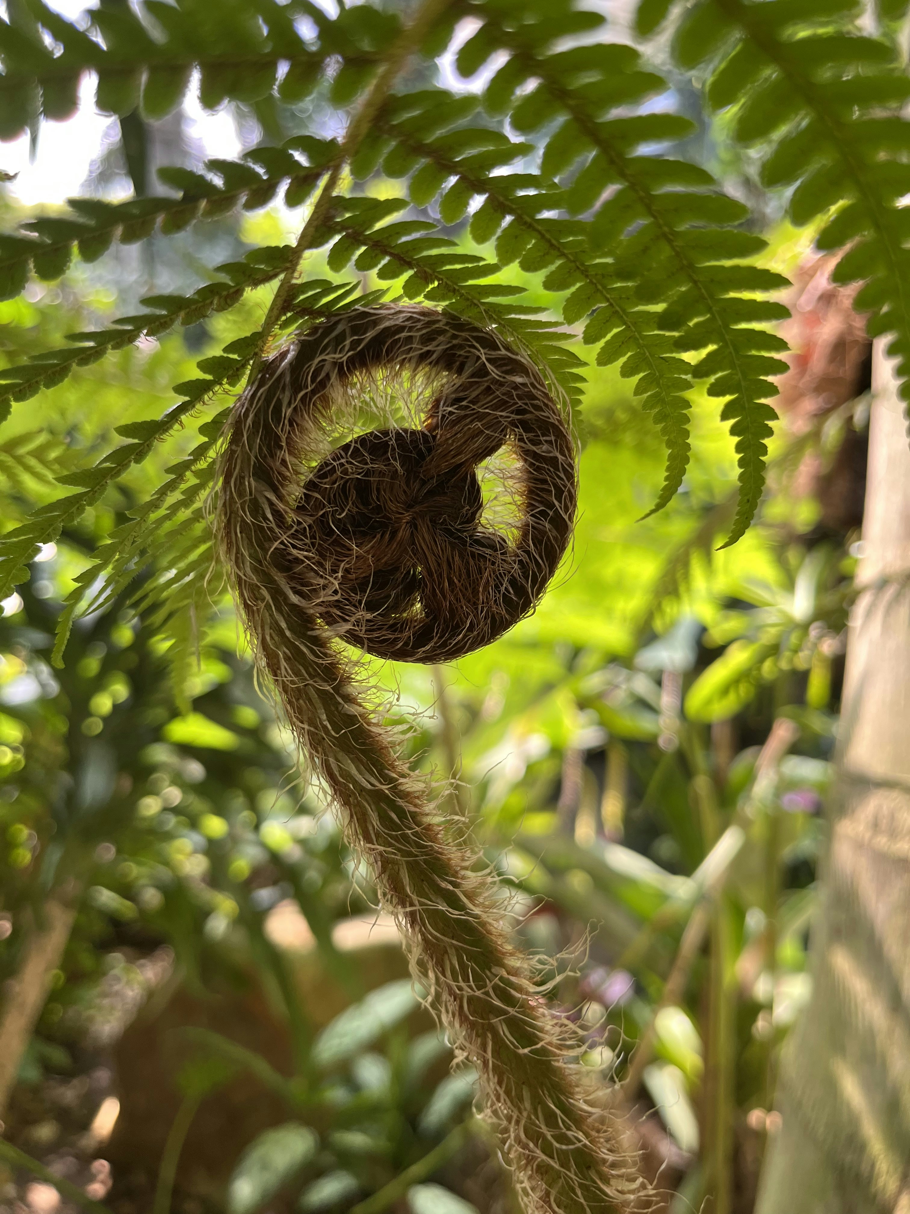 Fibrous Spiral in a Sunlit Fern: a close-up of nature's curling thread