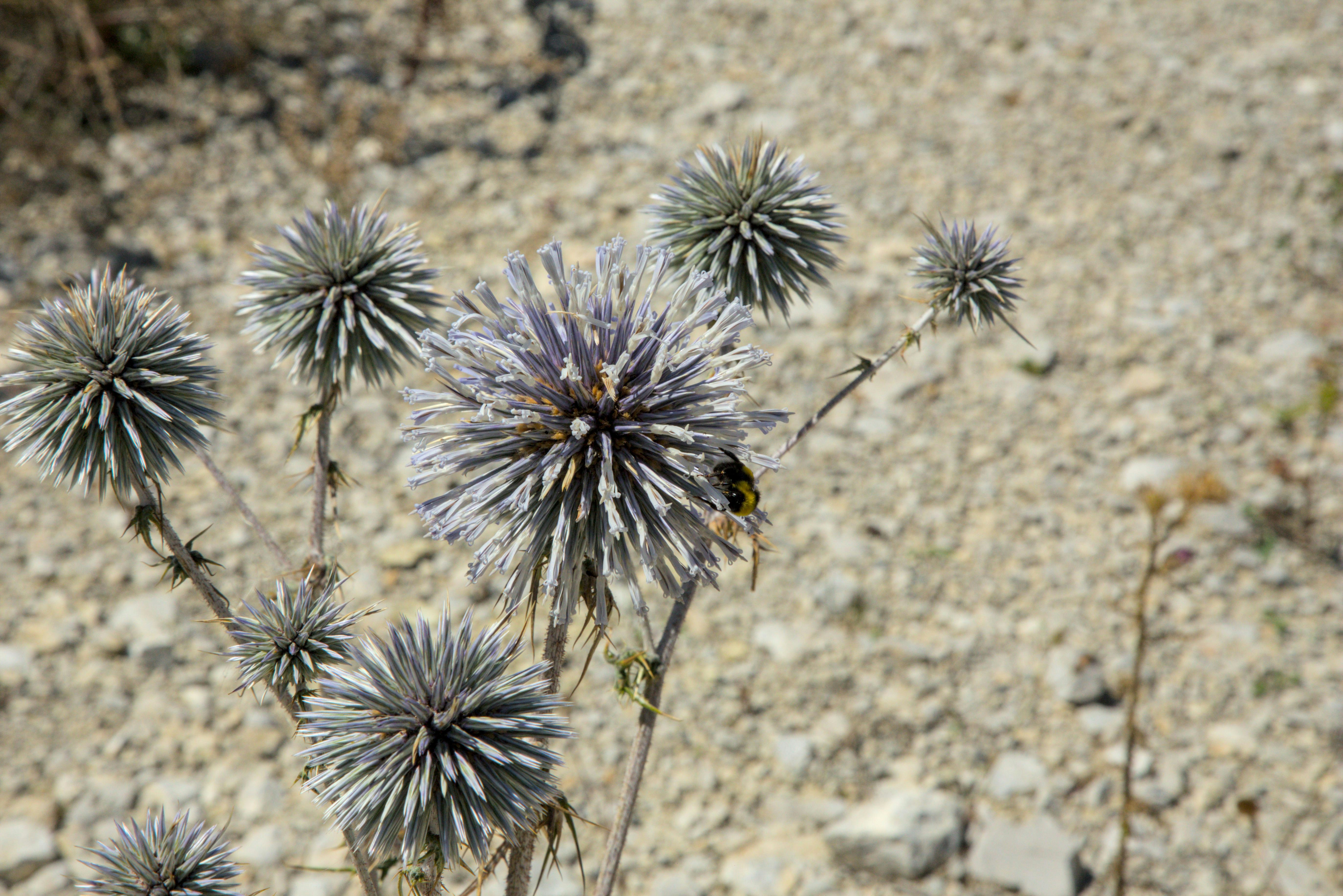 a close up of a plant with a bee on it