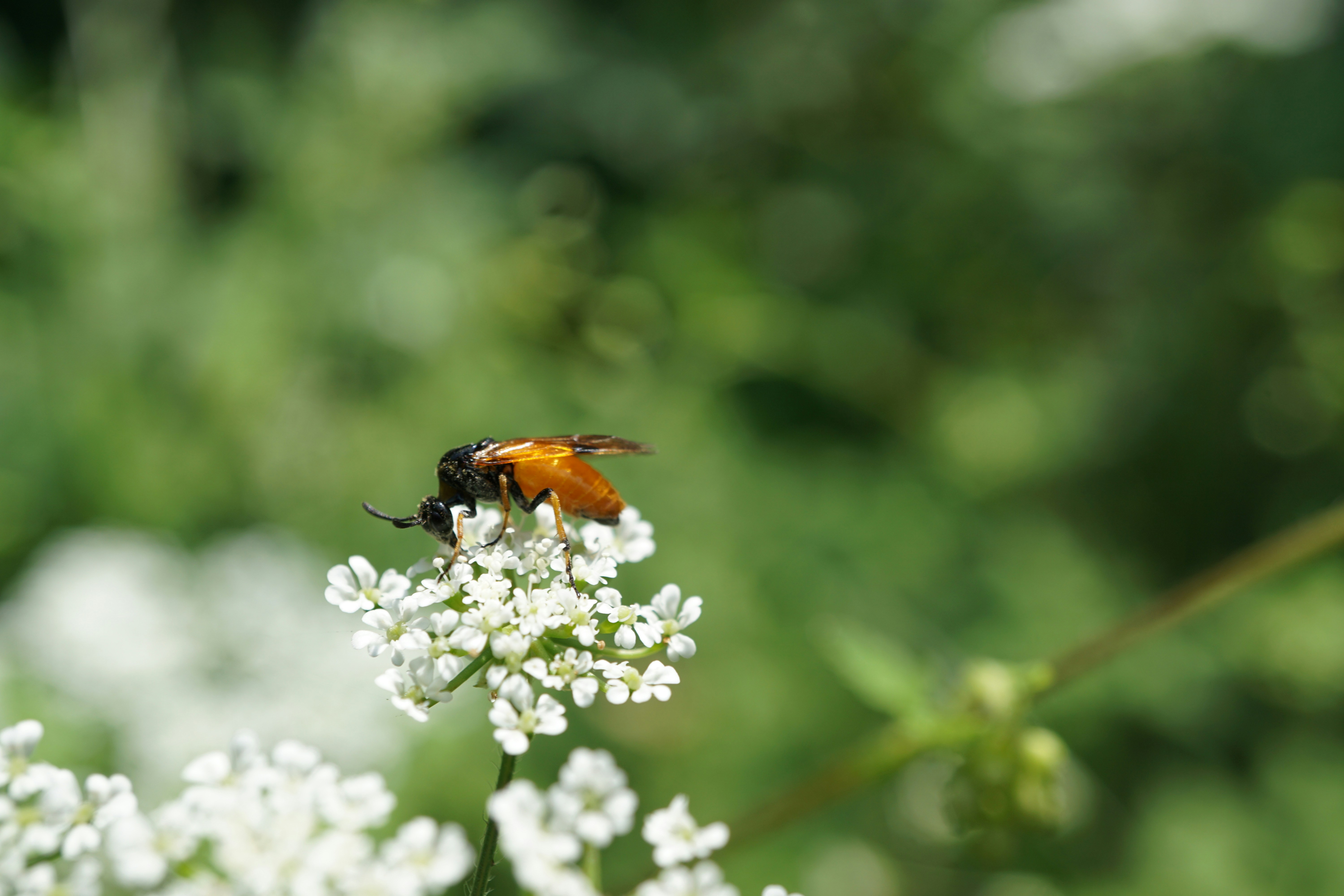 Amber Bee on White Yarrow in a Sunlit Meadow