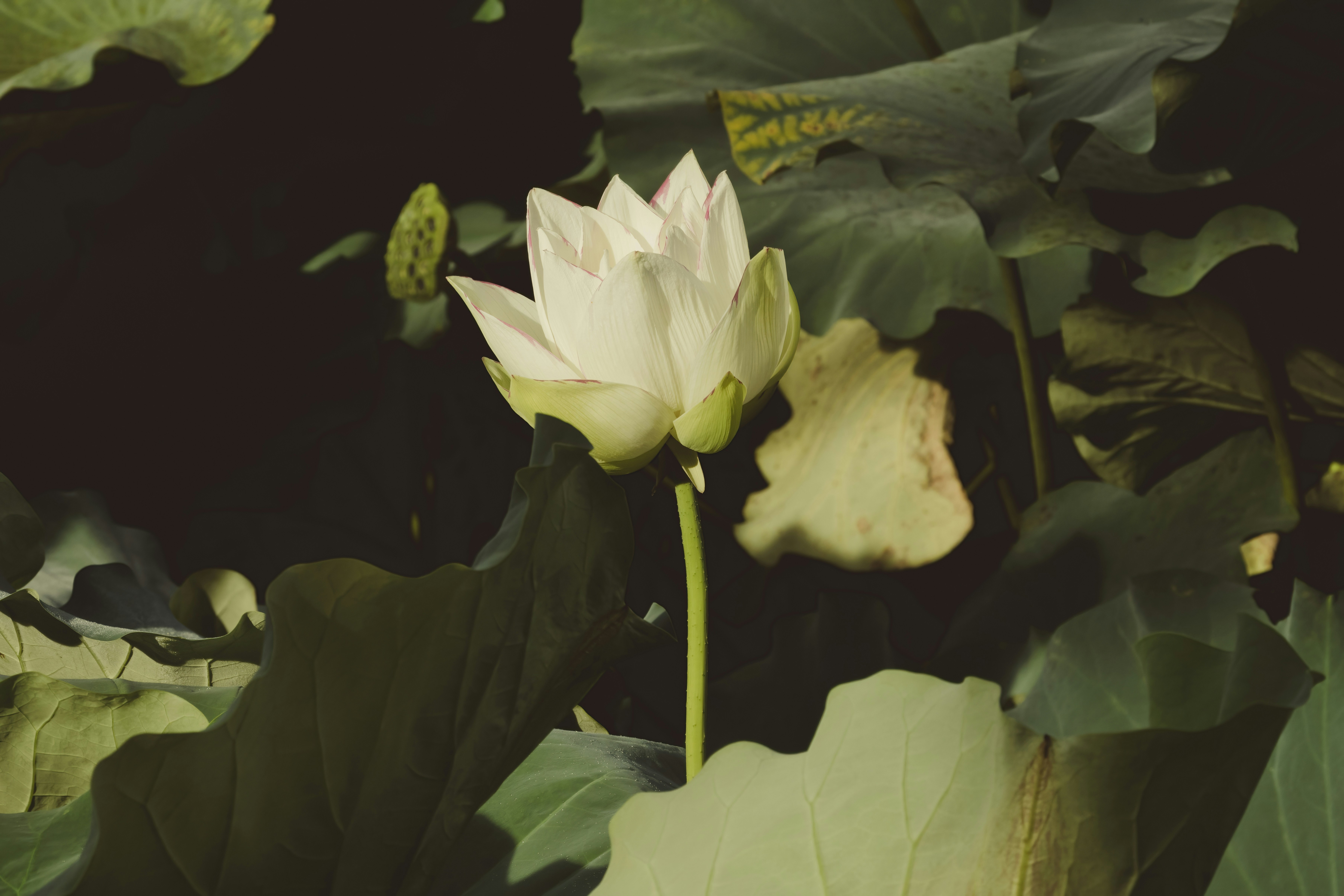 Lone White Lotus Against a Verdant Sea