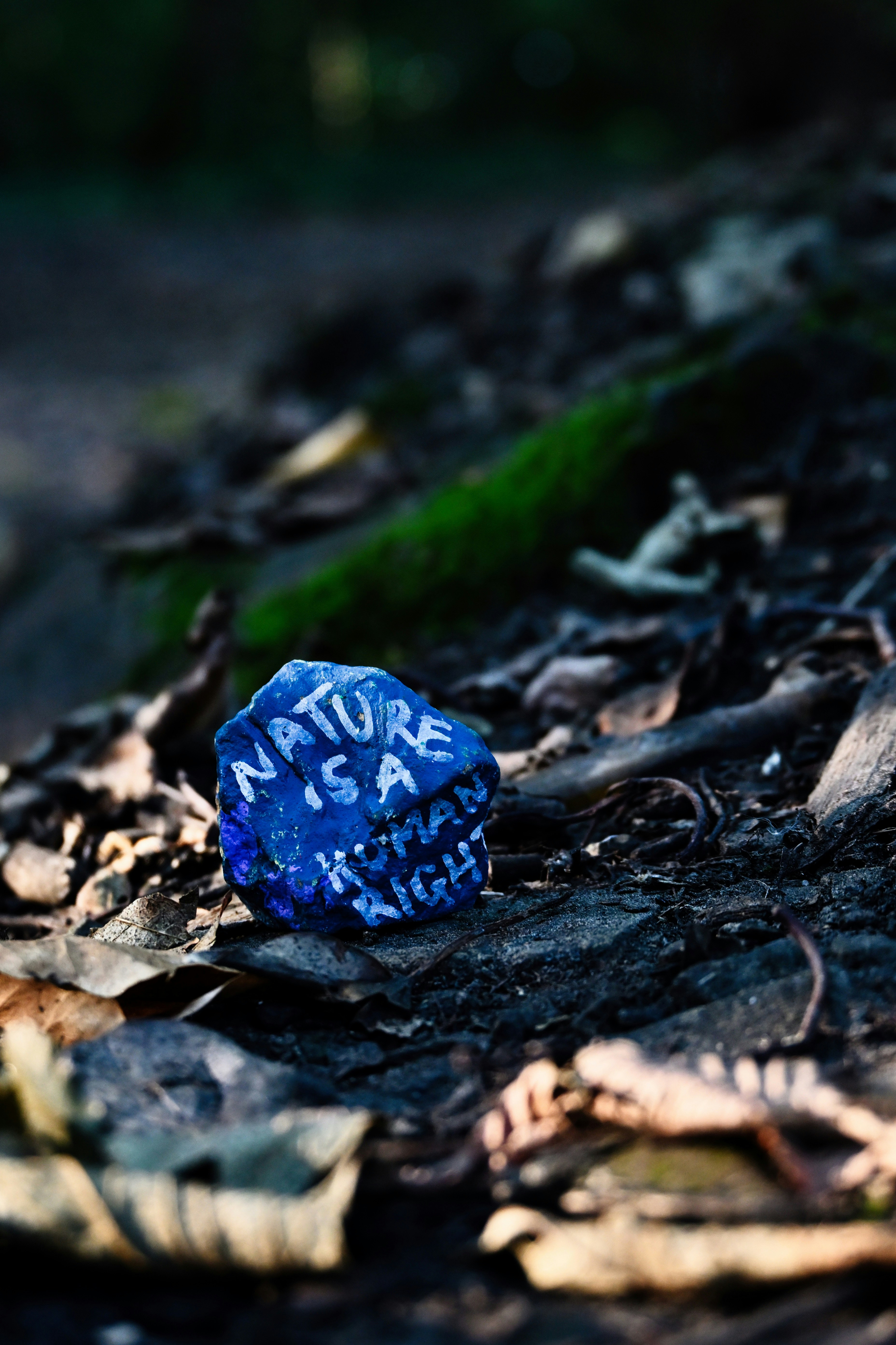 Blue token on forest floor: nature’s tiny message amid fallen leaves