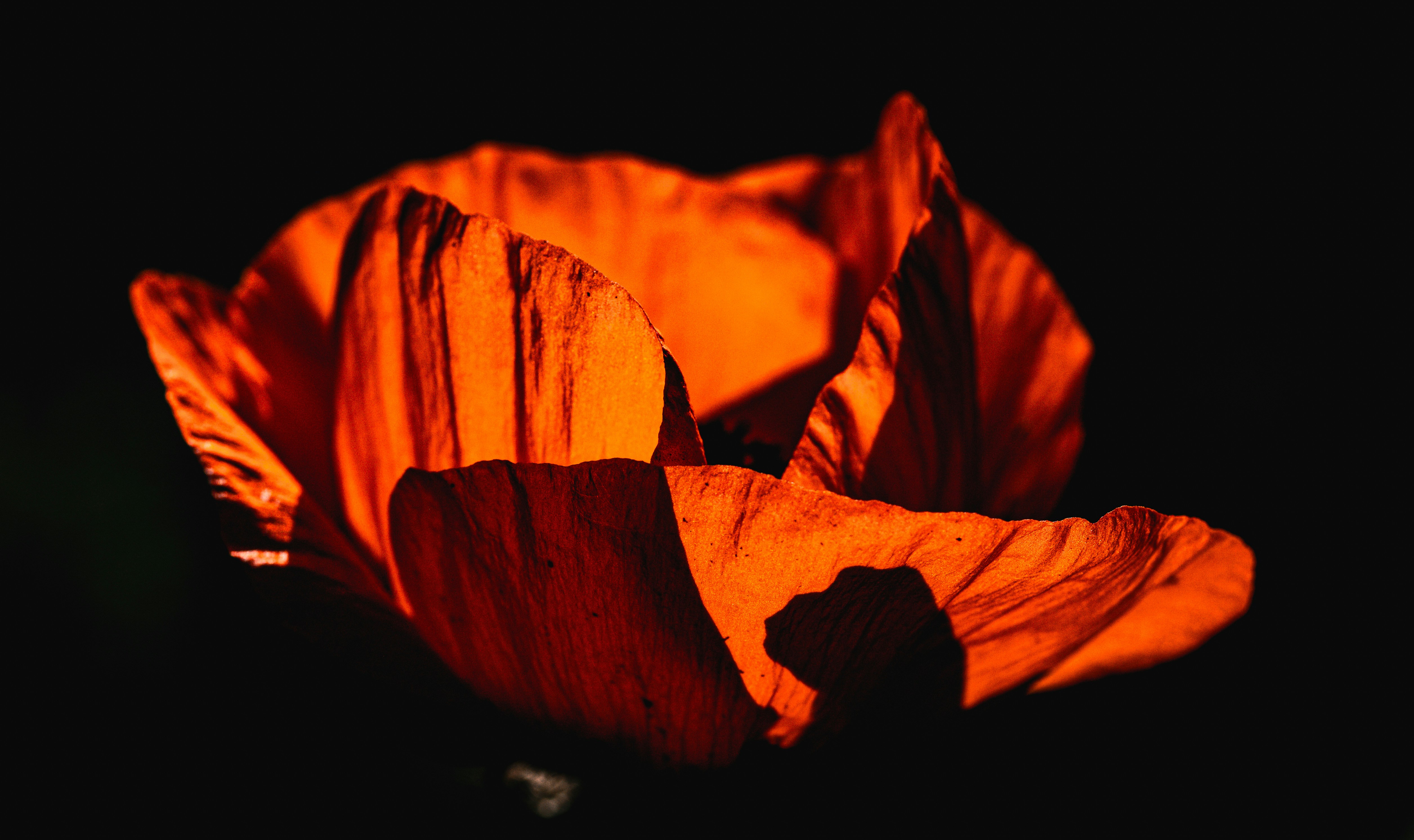 Inferno Petals: A Darkly Lit Orange Bloom