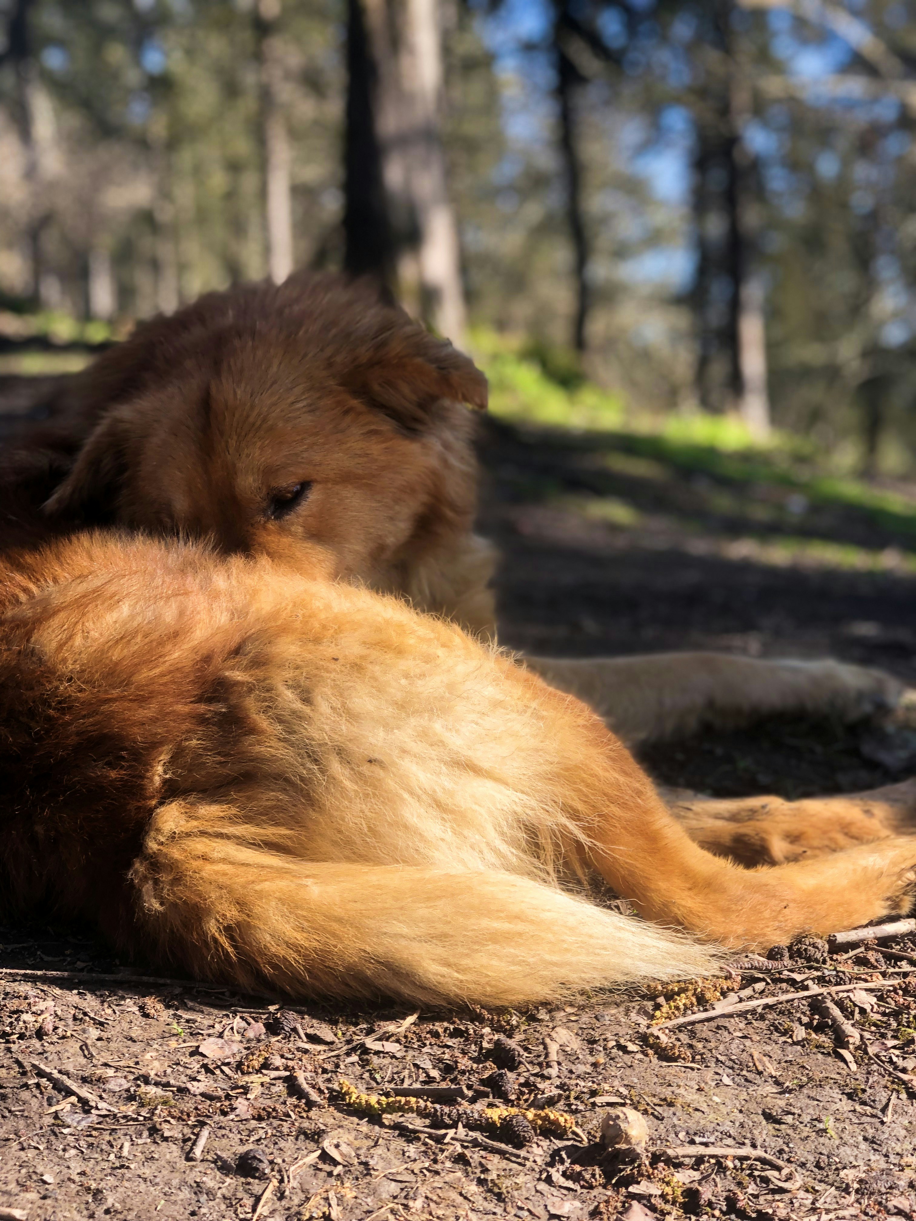 Sunlit Golden Retriever Dozing Beneath Pines