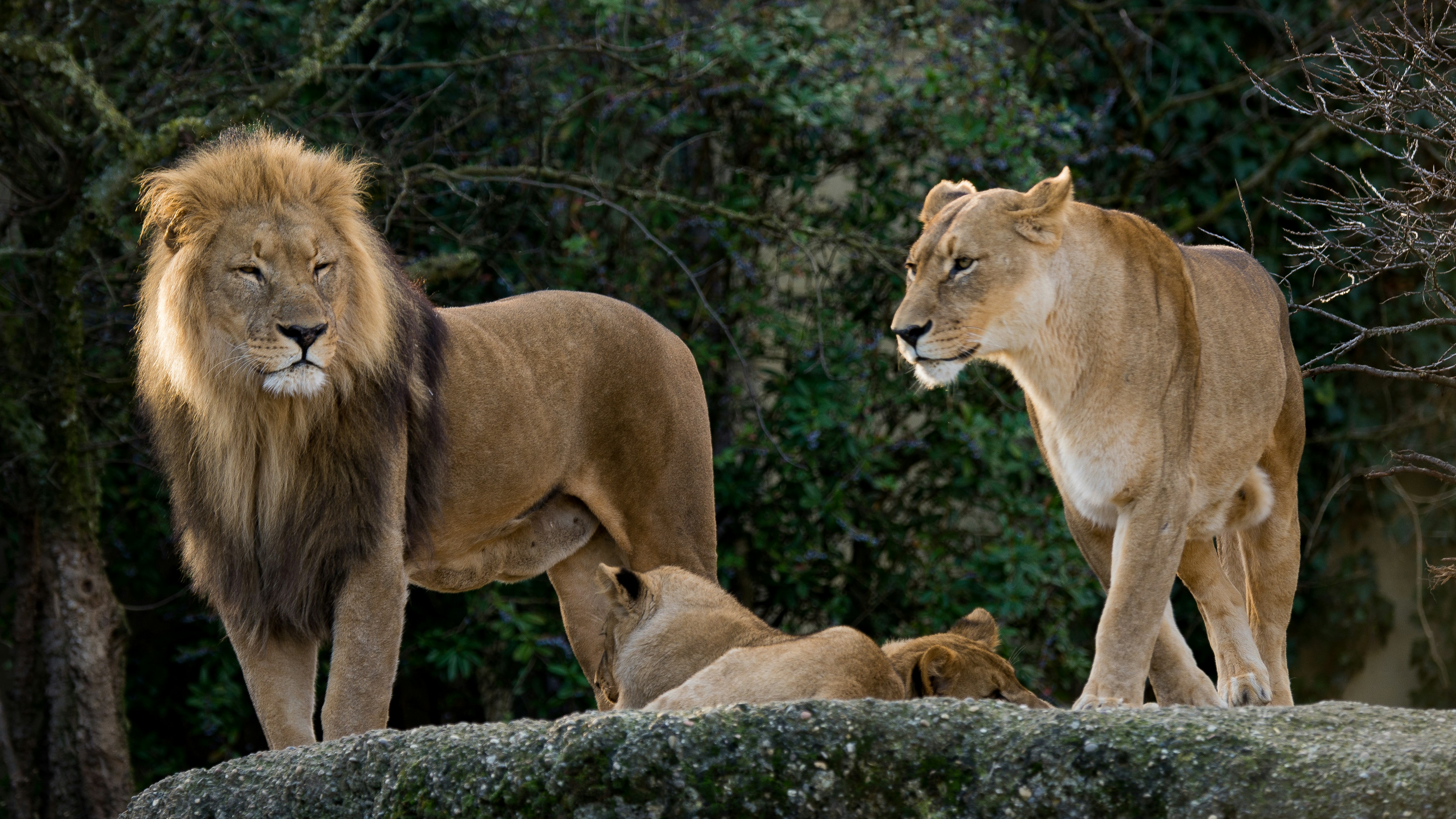 A couple of lions standing on top of a rock photo – Free Basel Image on ...