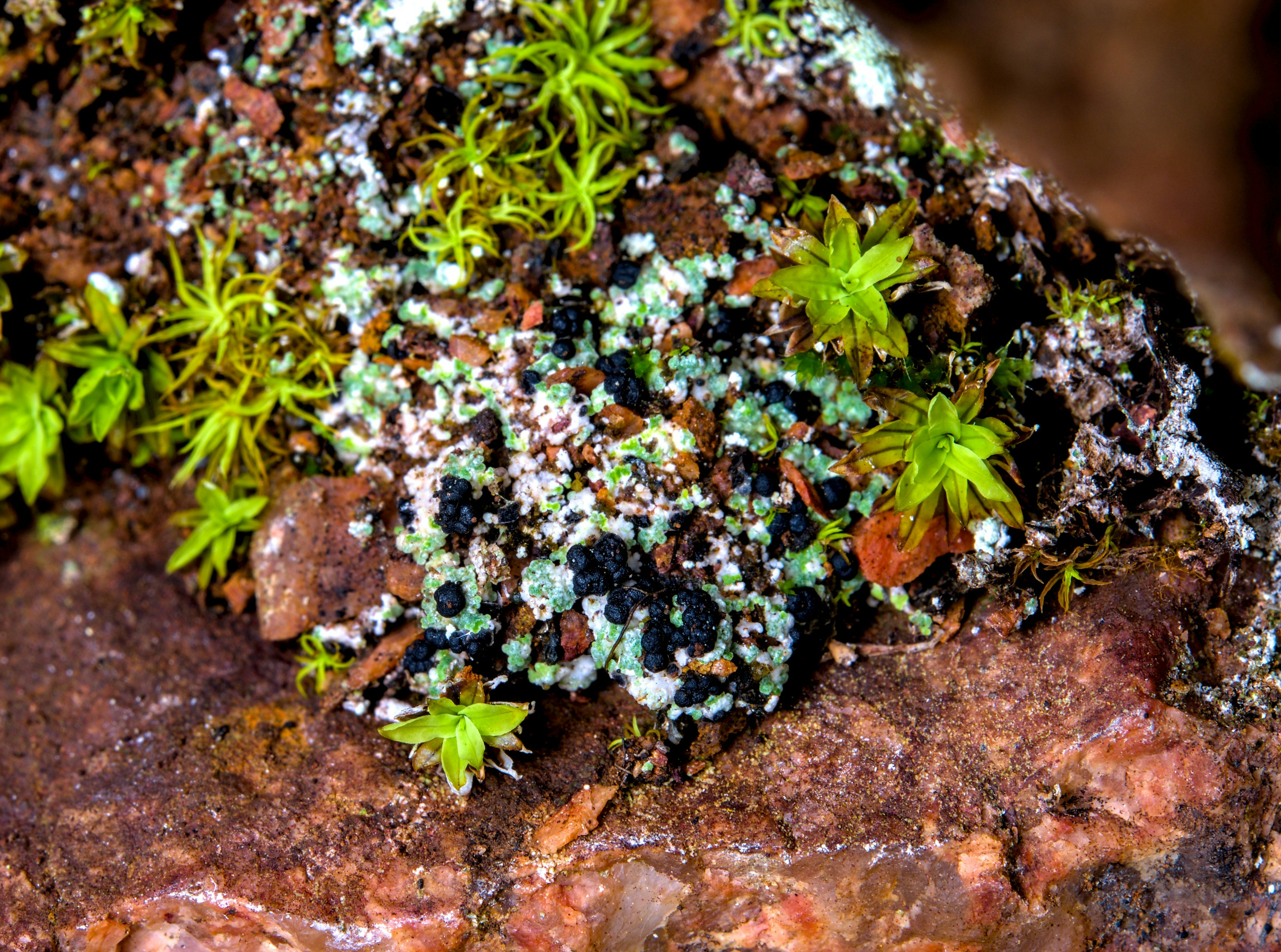 Emerald Star Moss on a Weathered Rock