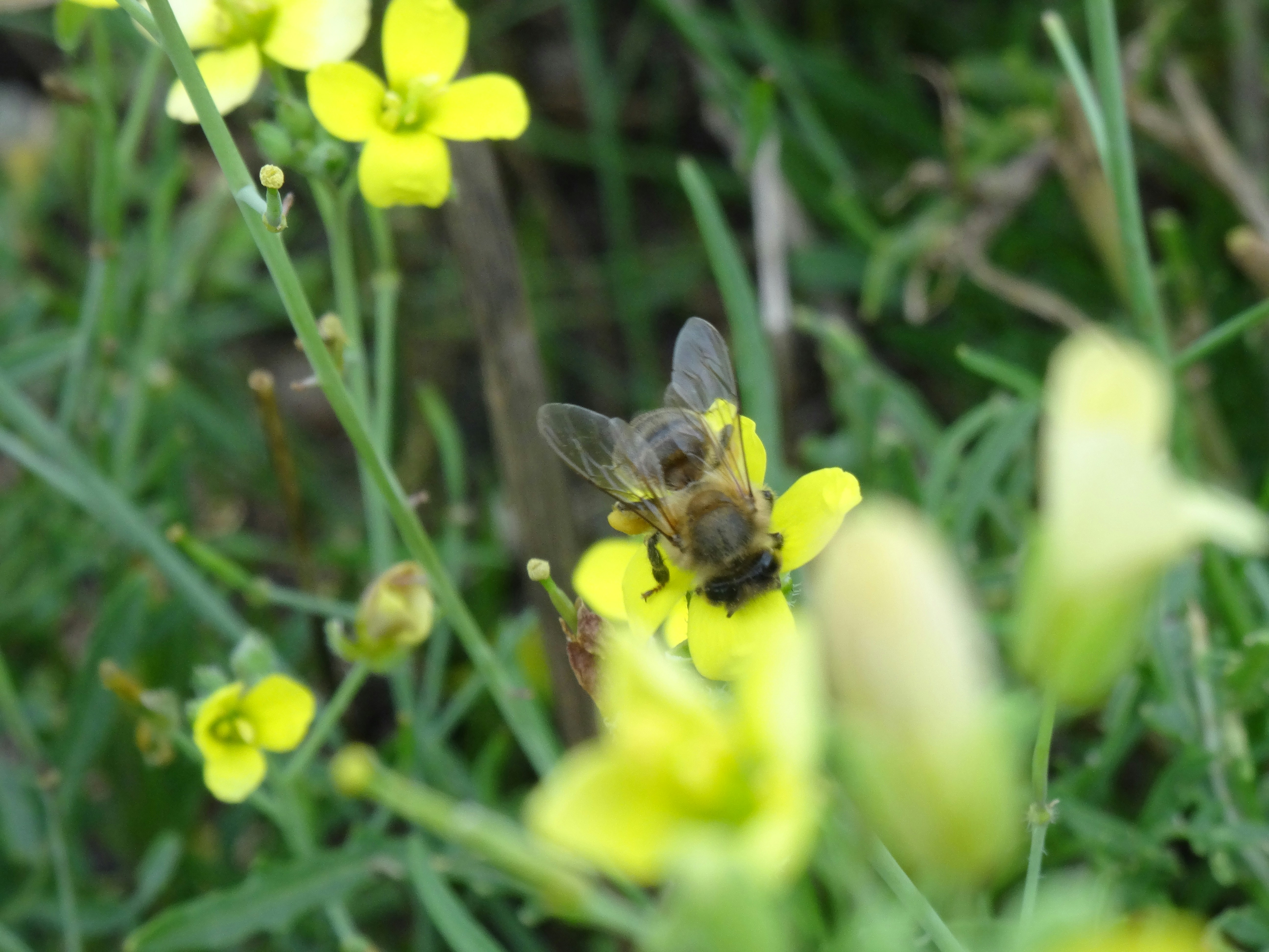 Bee perched on a bright yellow wildflower amid blades of green grass.