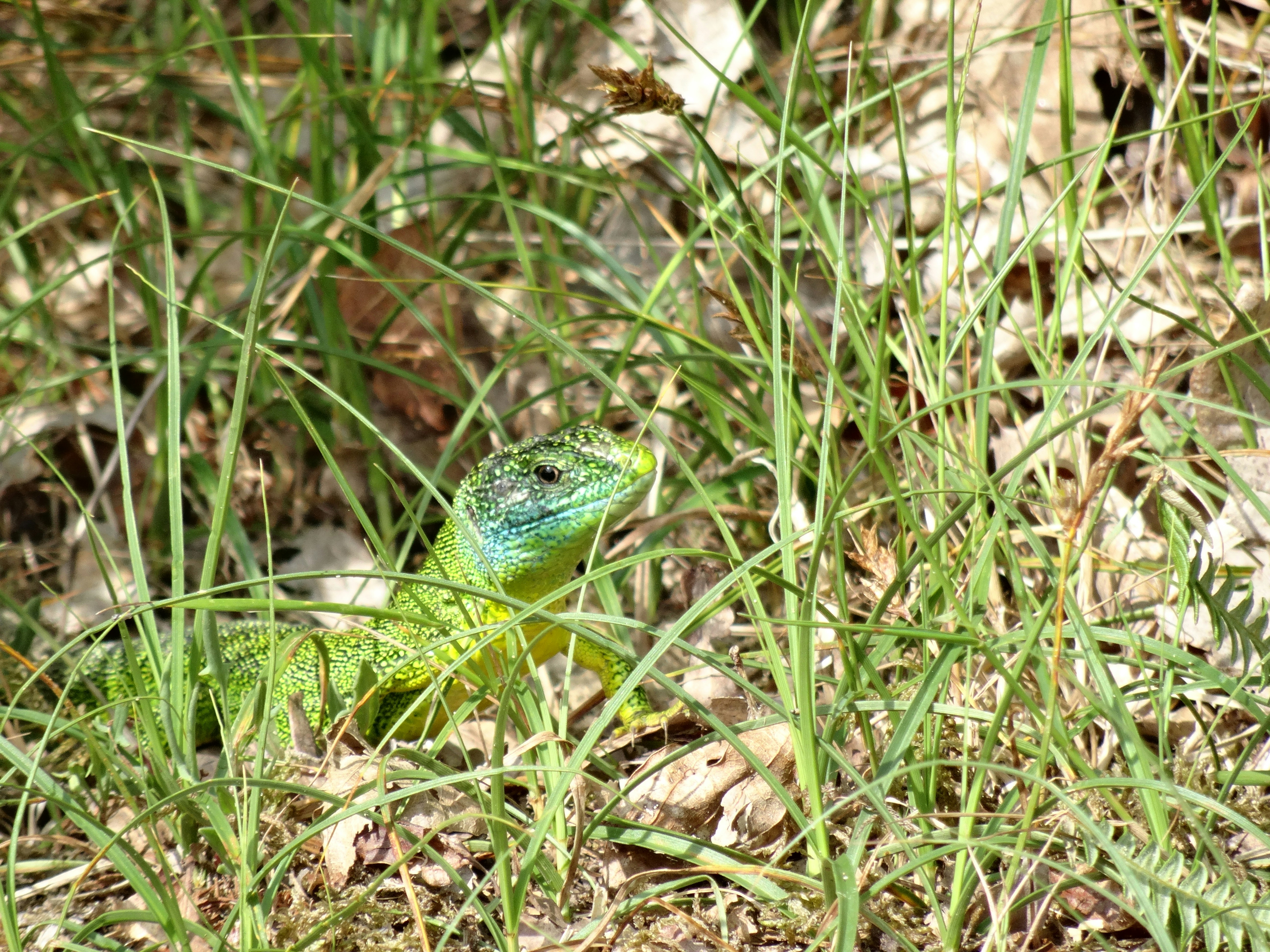 Vibrant green lizard camouflaged among grass and foliage, showcasing its intricate scales and colors. A moment of wildlife serenity captured in a natural habitat.