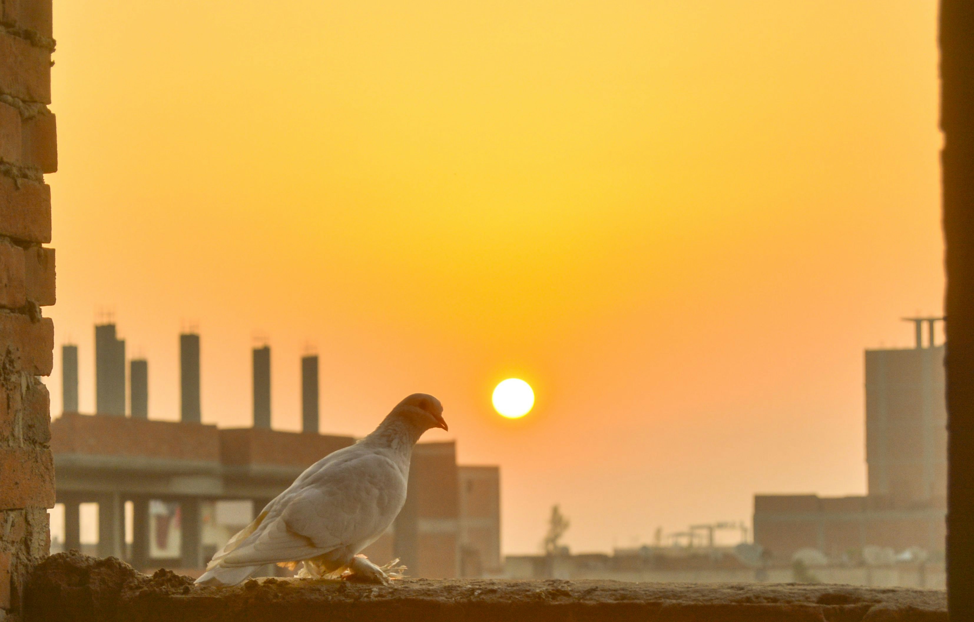 Rooftop Sentinel at Sunset: A Pigeon Overlooks a City on the Edge of Construction