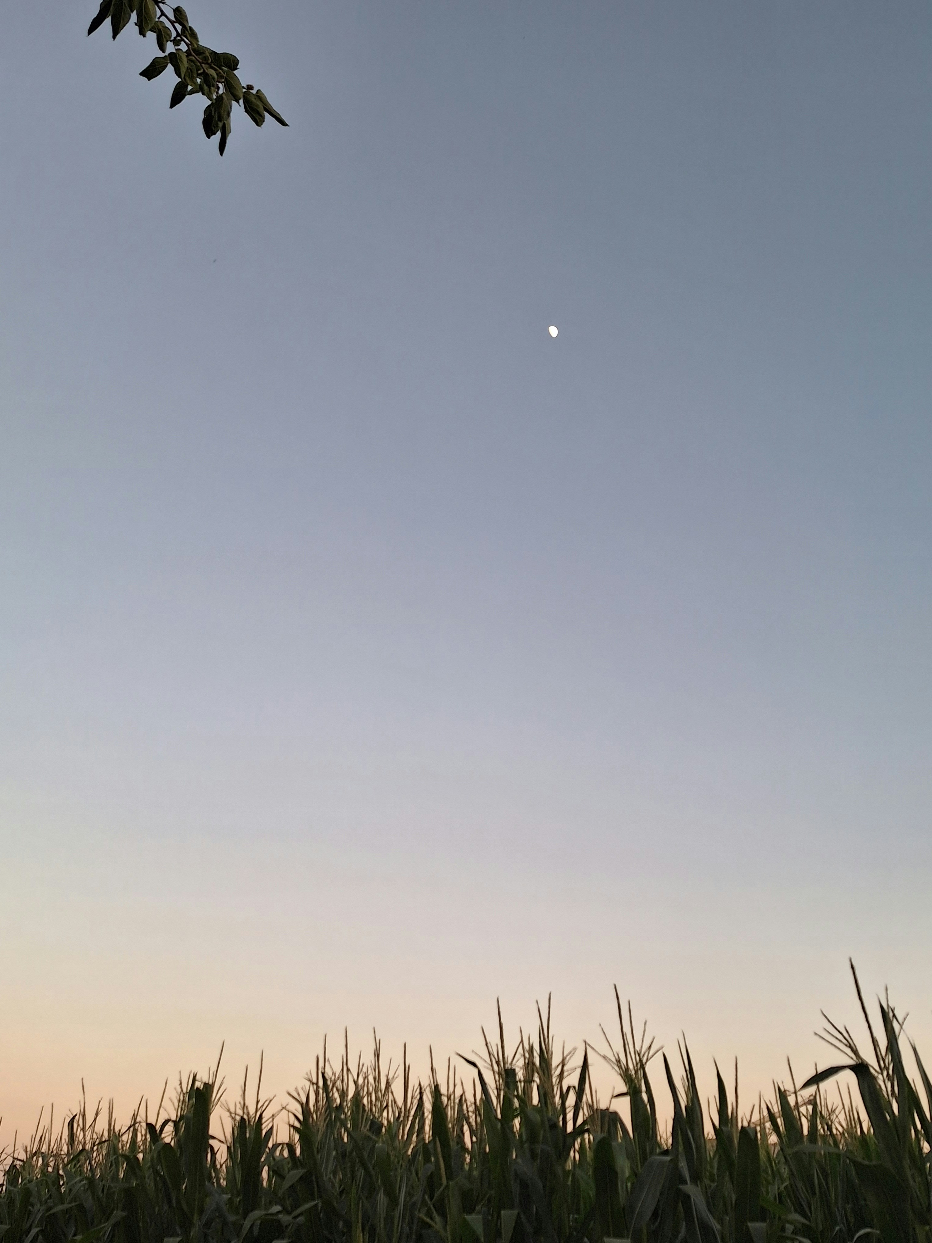 Moonlight Above the Field: Dusk Glow on Tall Corn