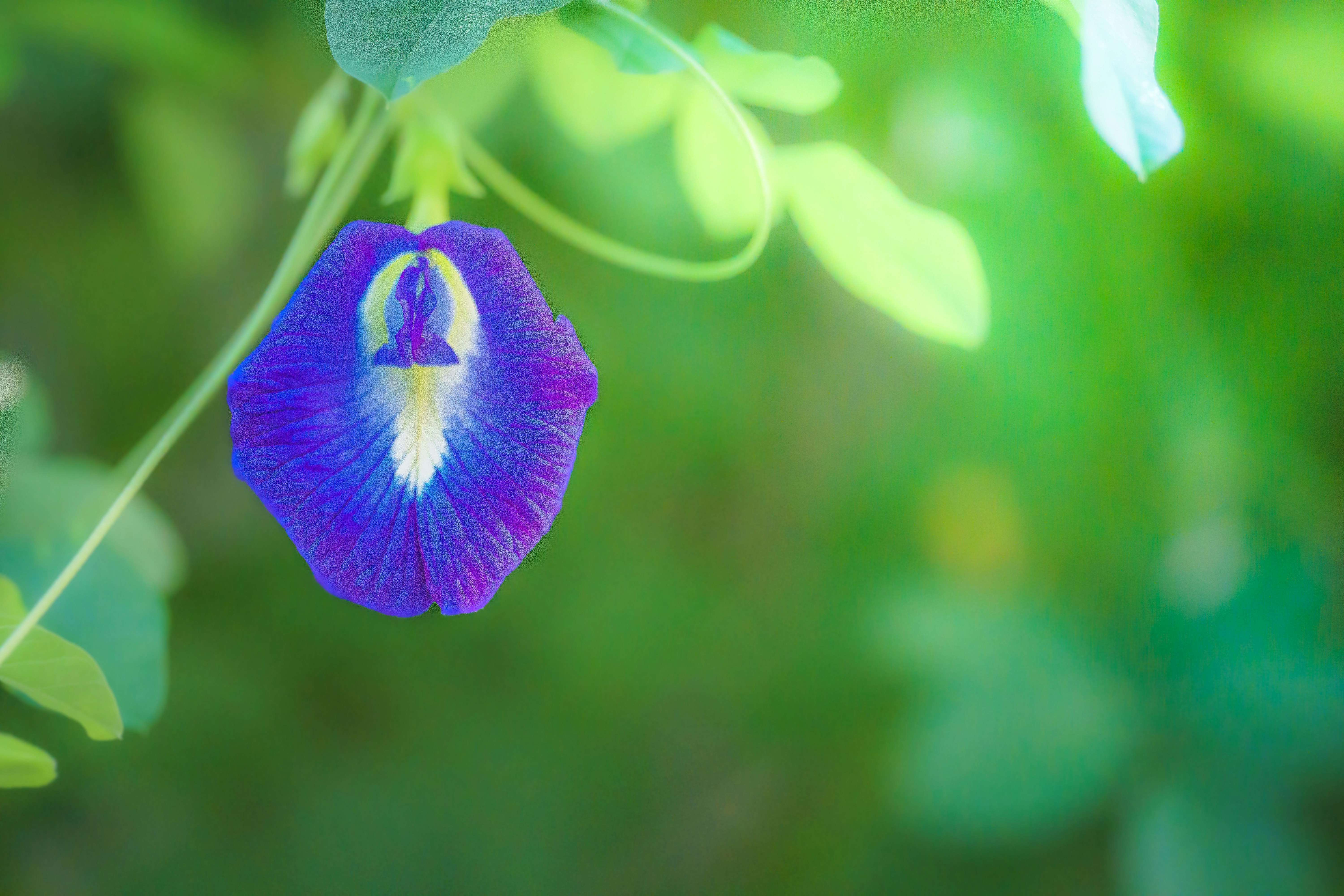Blue-Violet Pea Blossom Anchored in a Velvet Emerald Backdrop