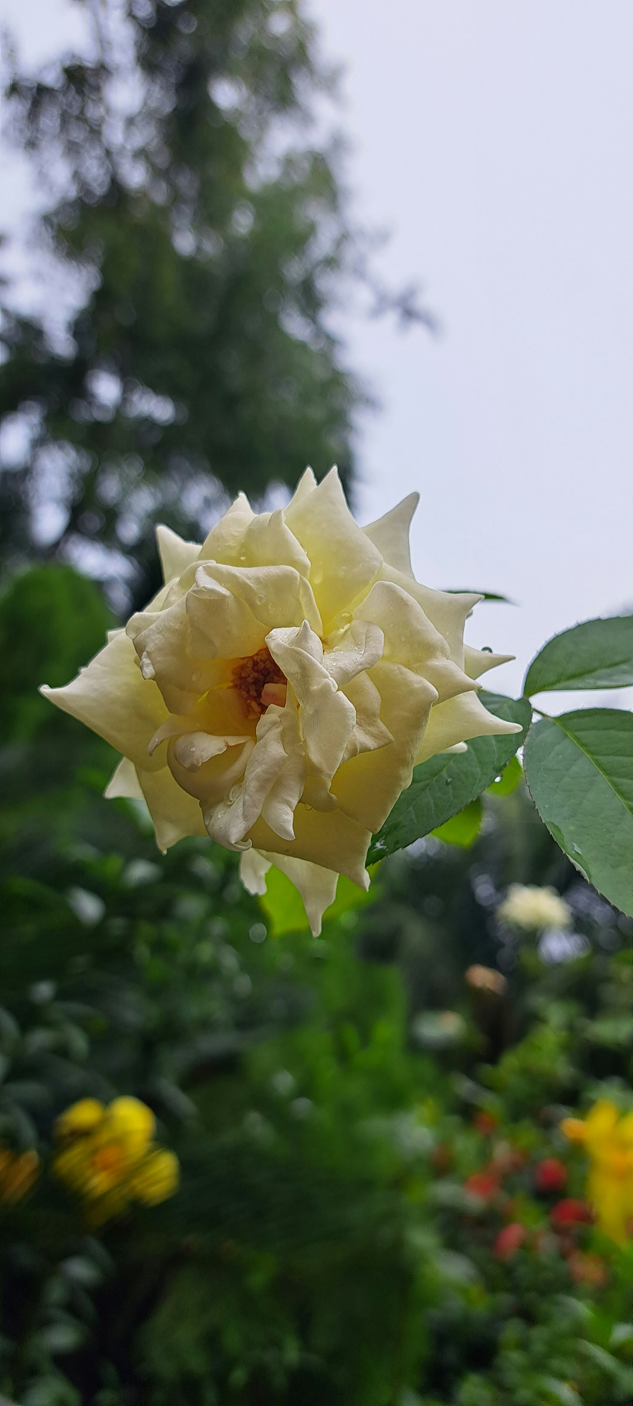 Petaled Quiet: A pale-yellow rose in a sunlit garden