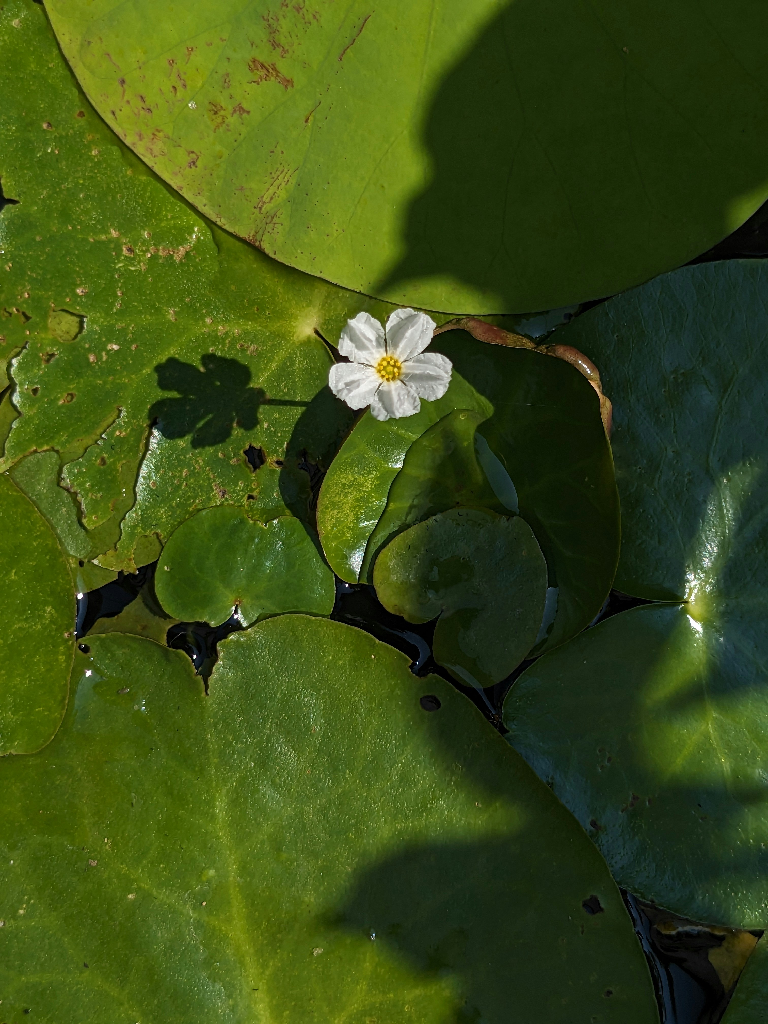 A solitary white flower sits among green lily pads, illuminated by sunlight. Shadows add depth and contrast to the composition.