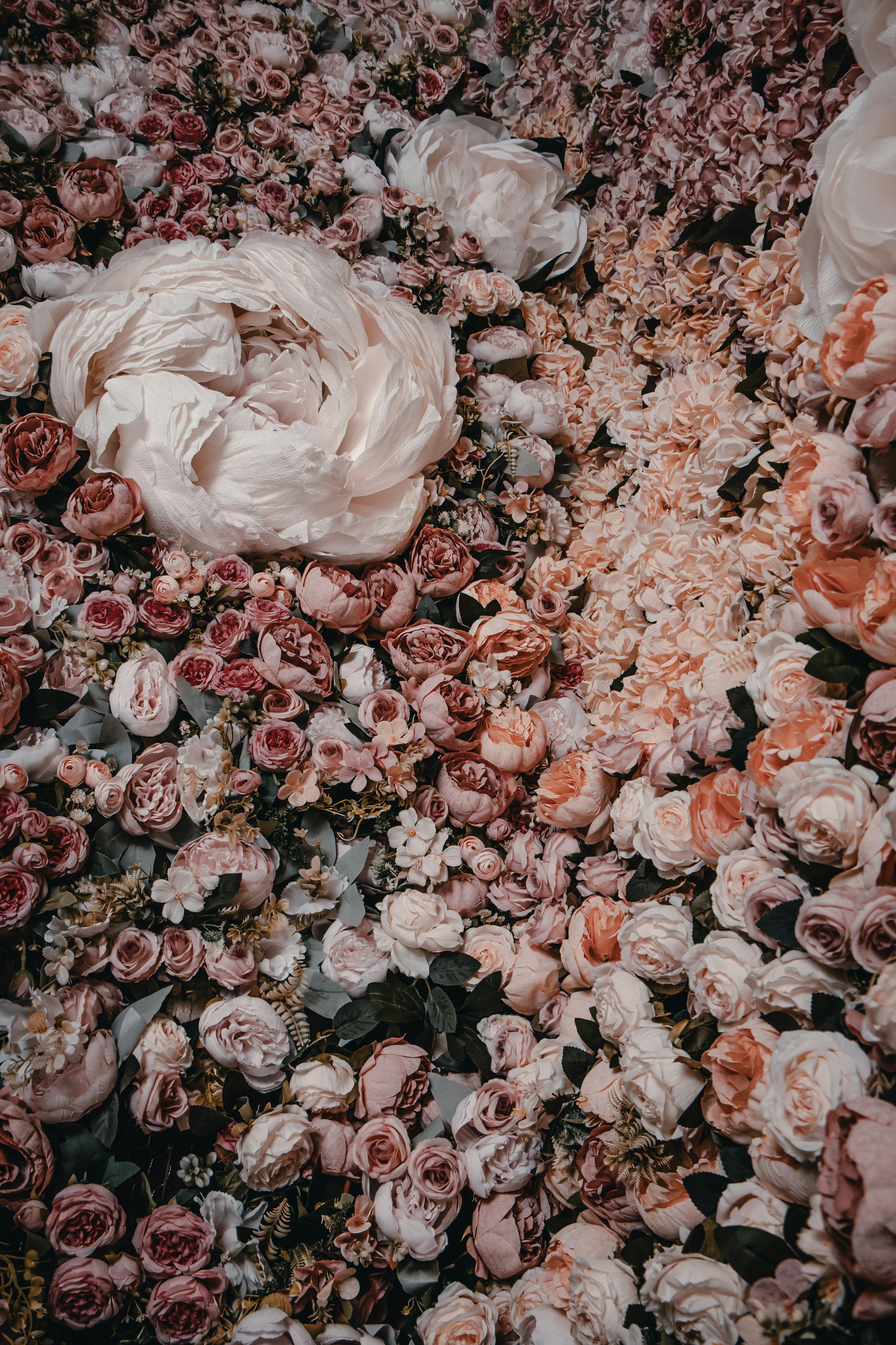 Ivory Peony Among a Velvet Sea of Pink Roses