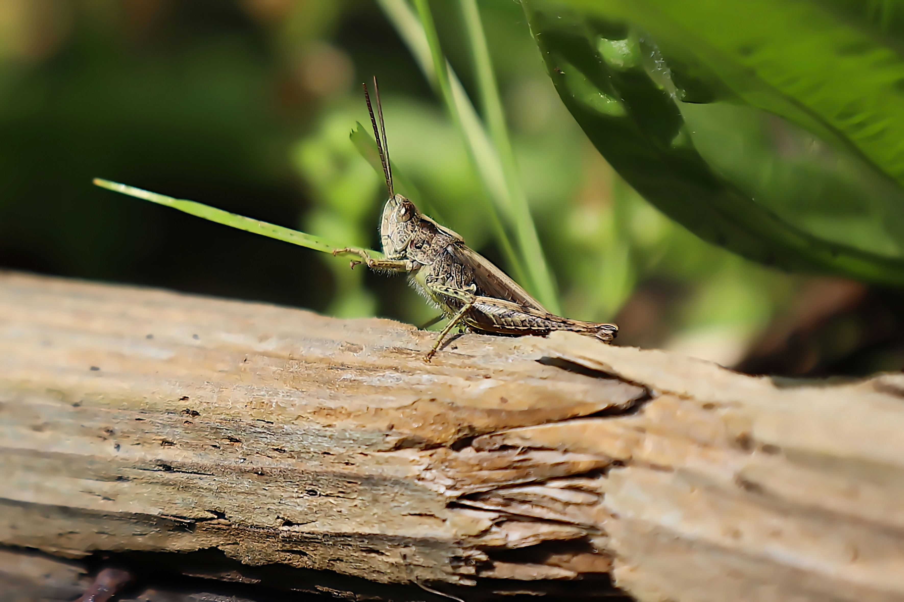 A close up of a grasshopper on a log photo – Free Uk Image on Unsplash