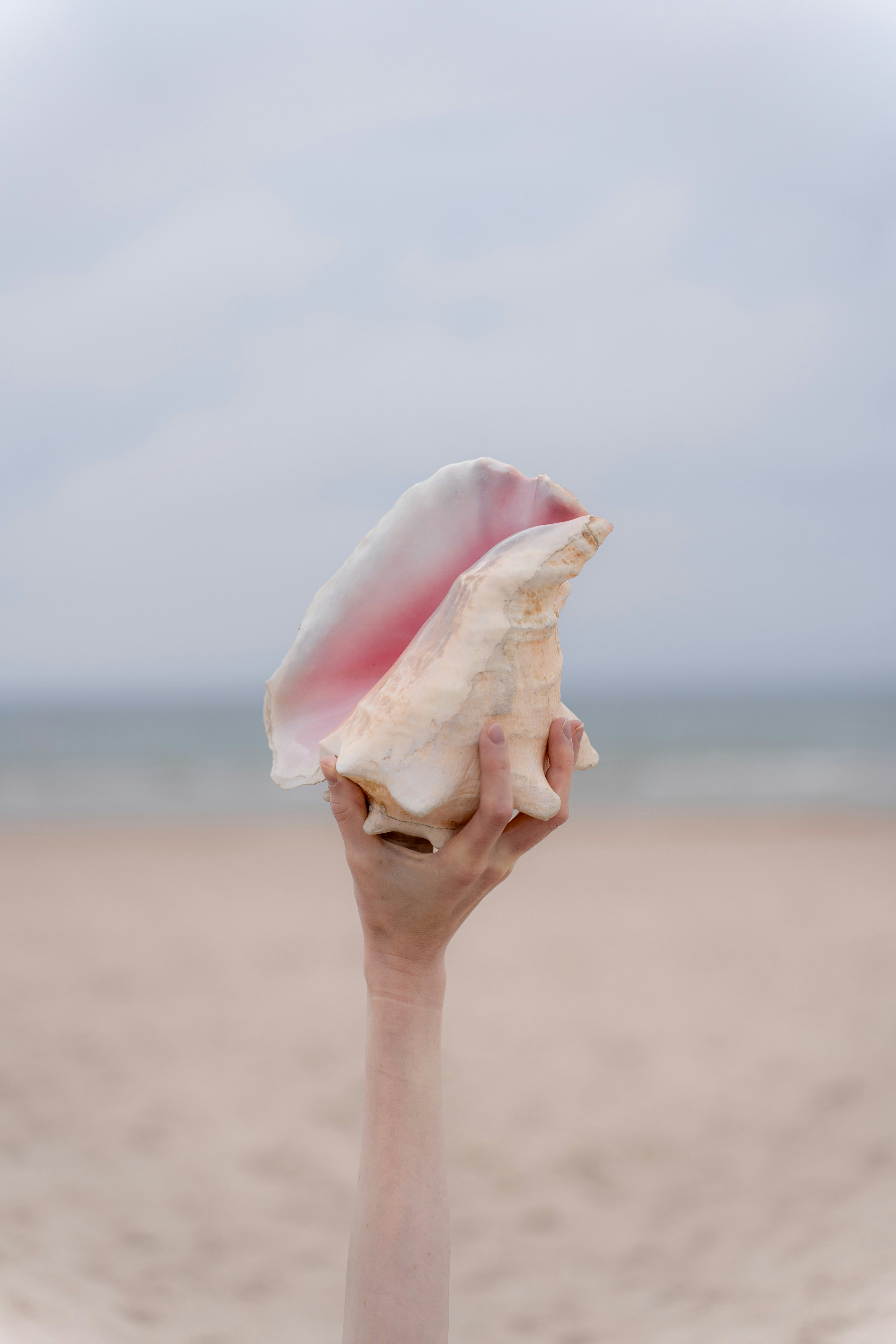 A person holding up a shell on a beach photo – Free Animal Image on ...