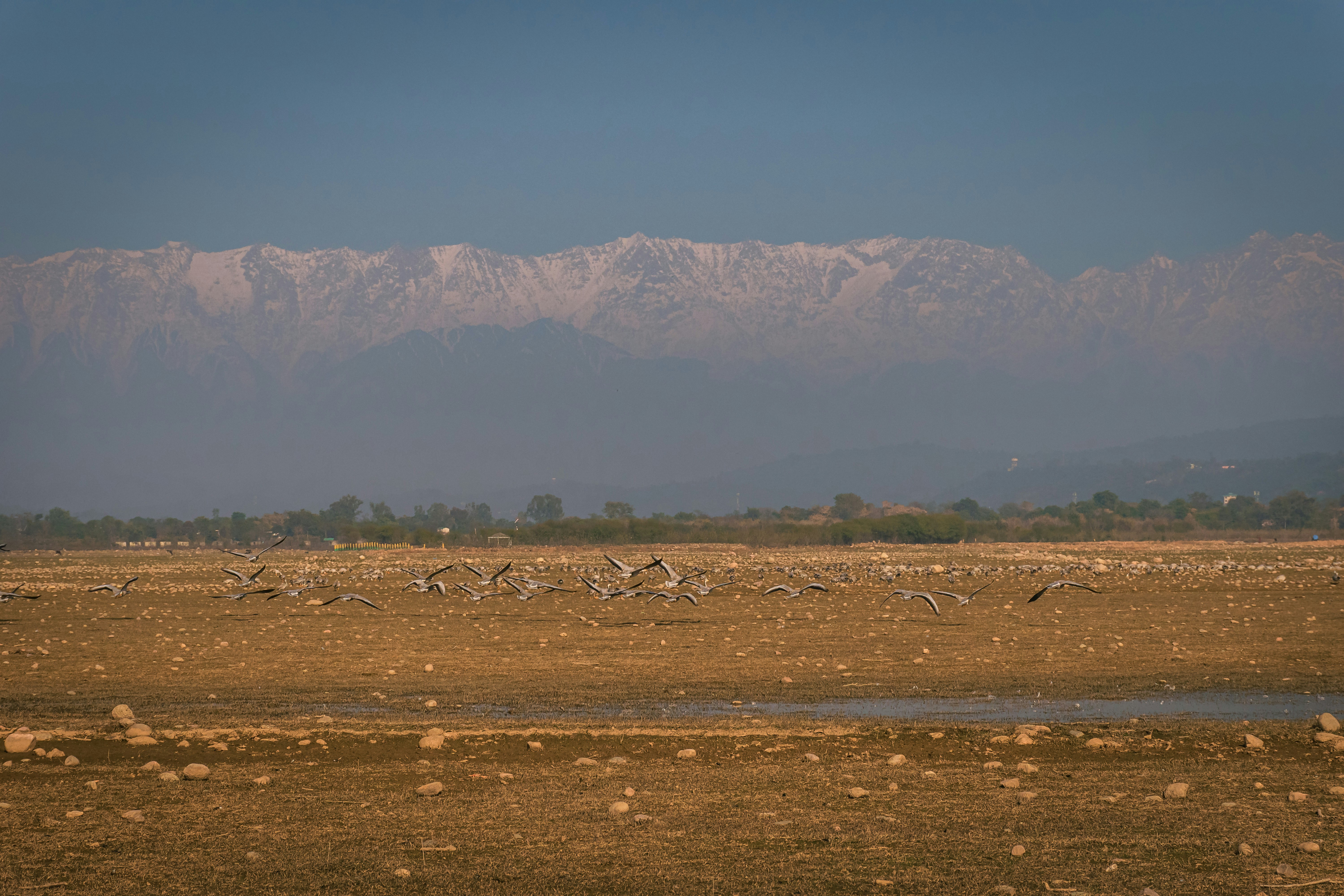 Winged Quiet over Parched Flats Toward the Snowbound Ridge