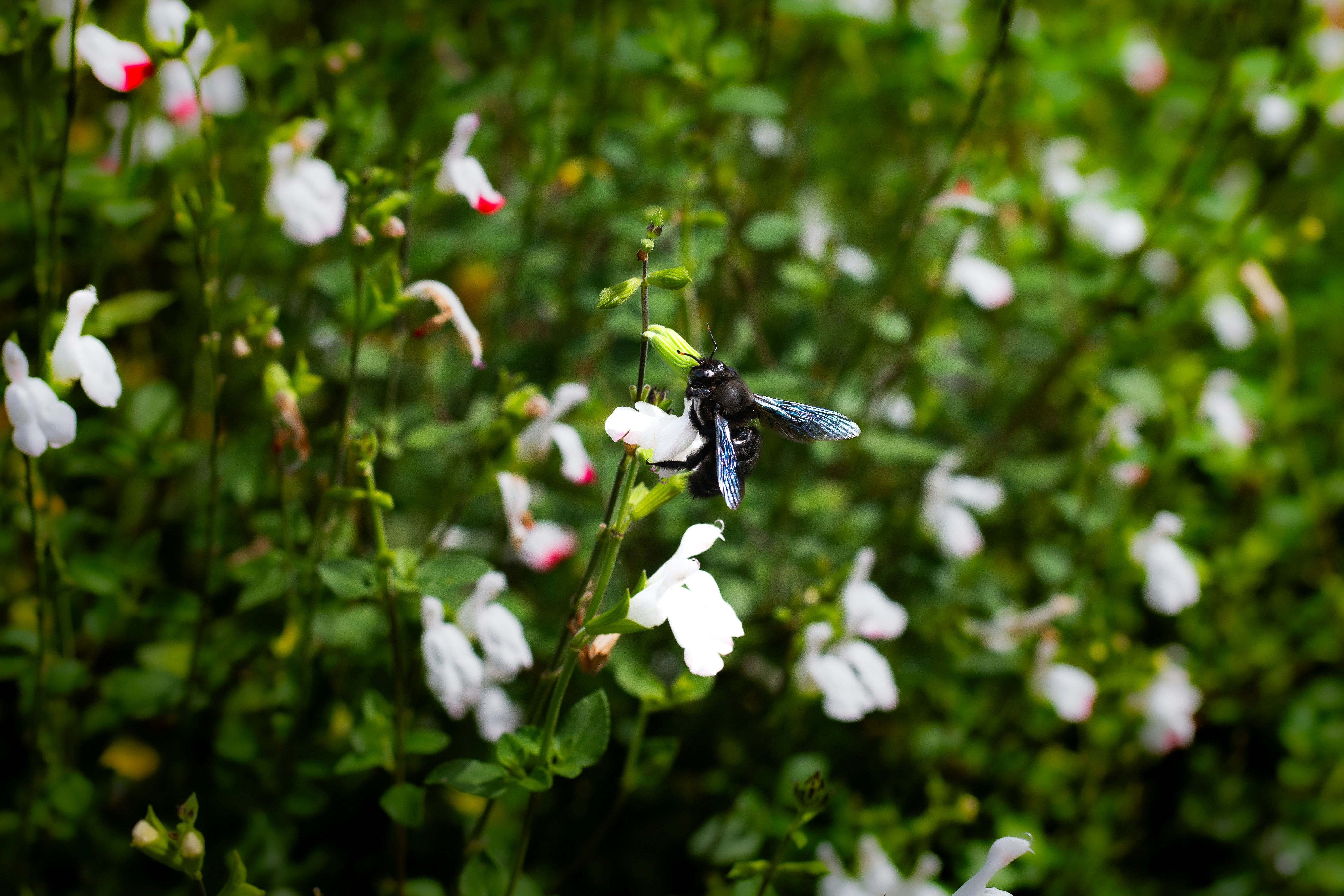 A blue and black insect sitting on a white flower photo – Free ...