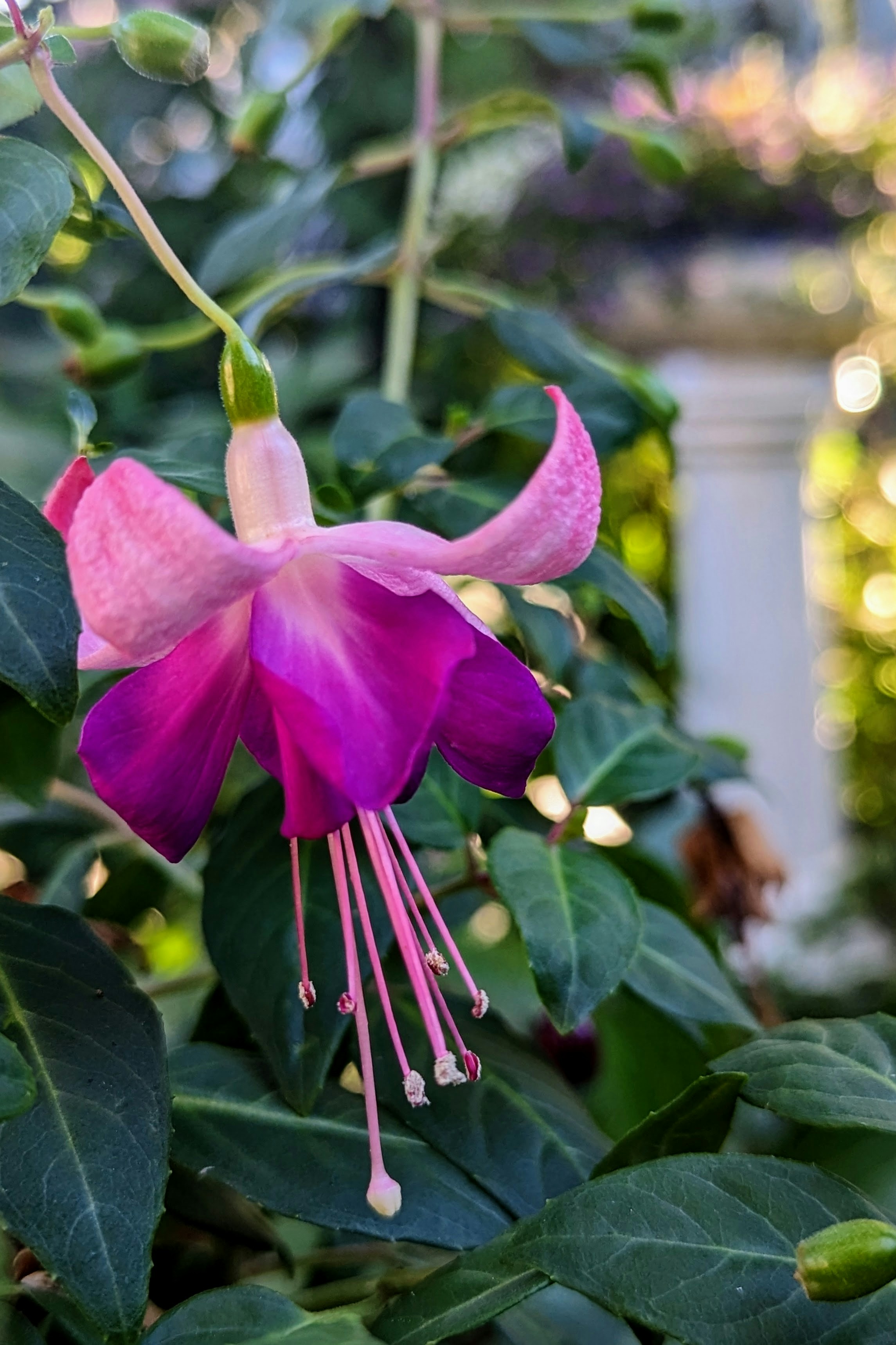 A pink flower is blooming in a garden photo – Free Fuchsia Image on ...