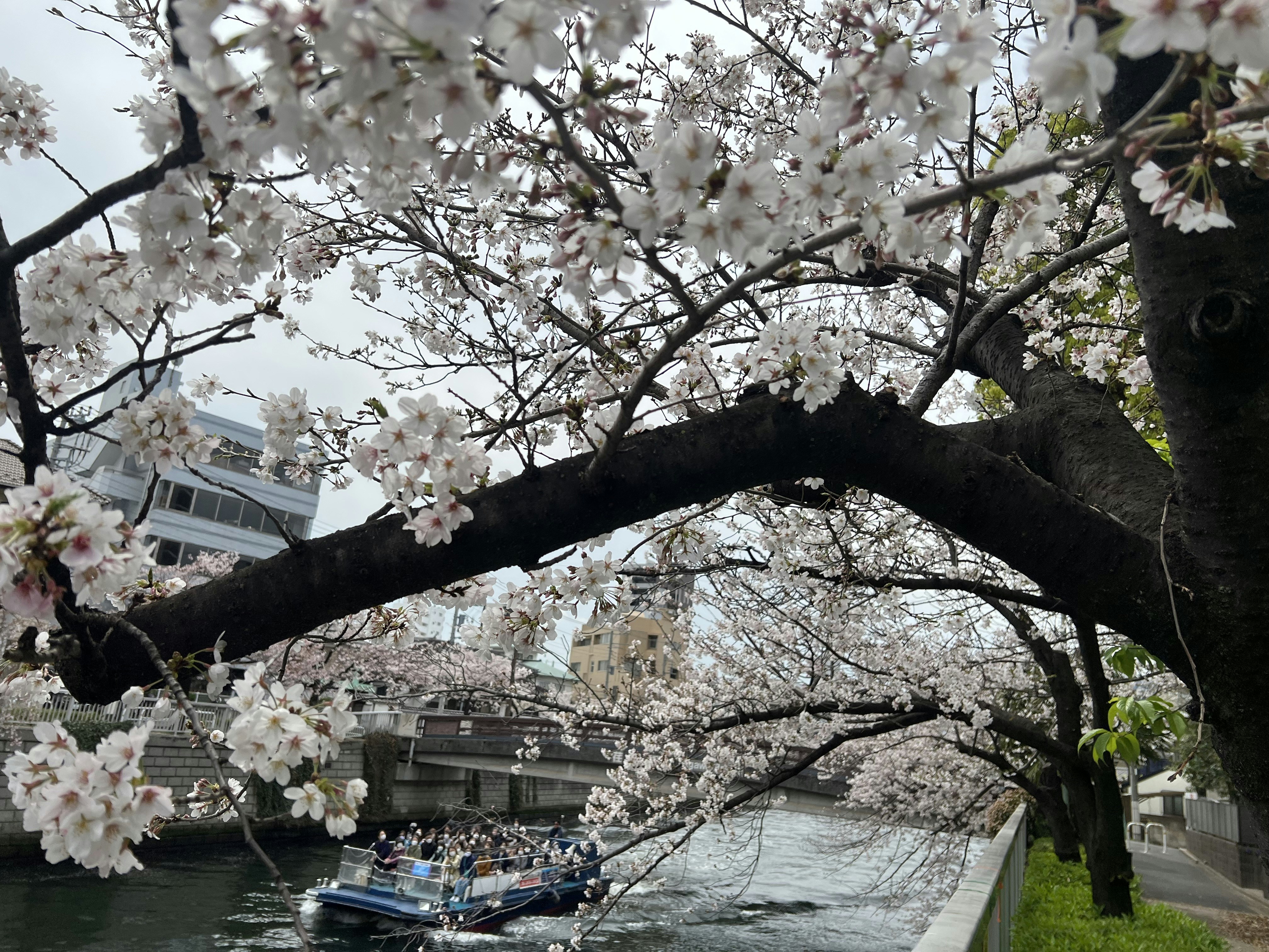 Petal Canopy Over the Riverside: Springtime in the City