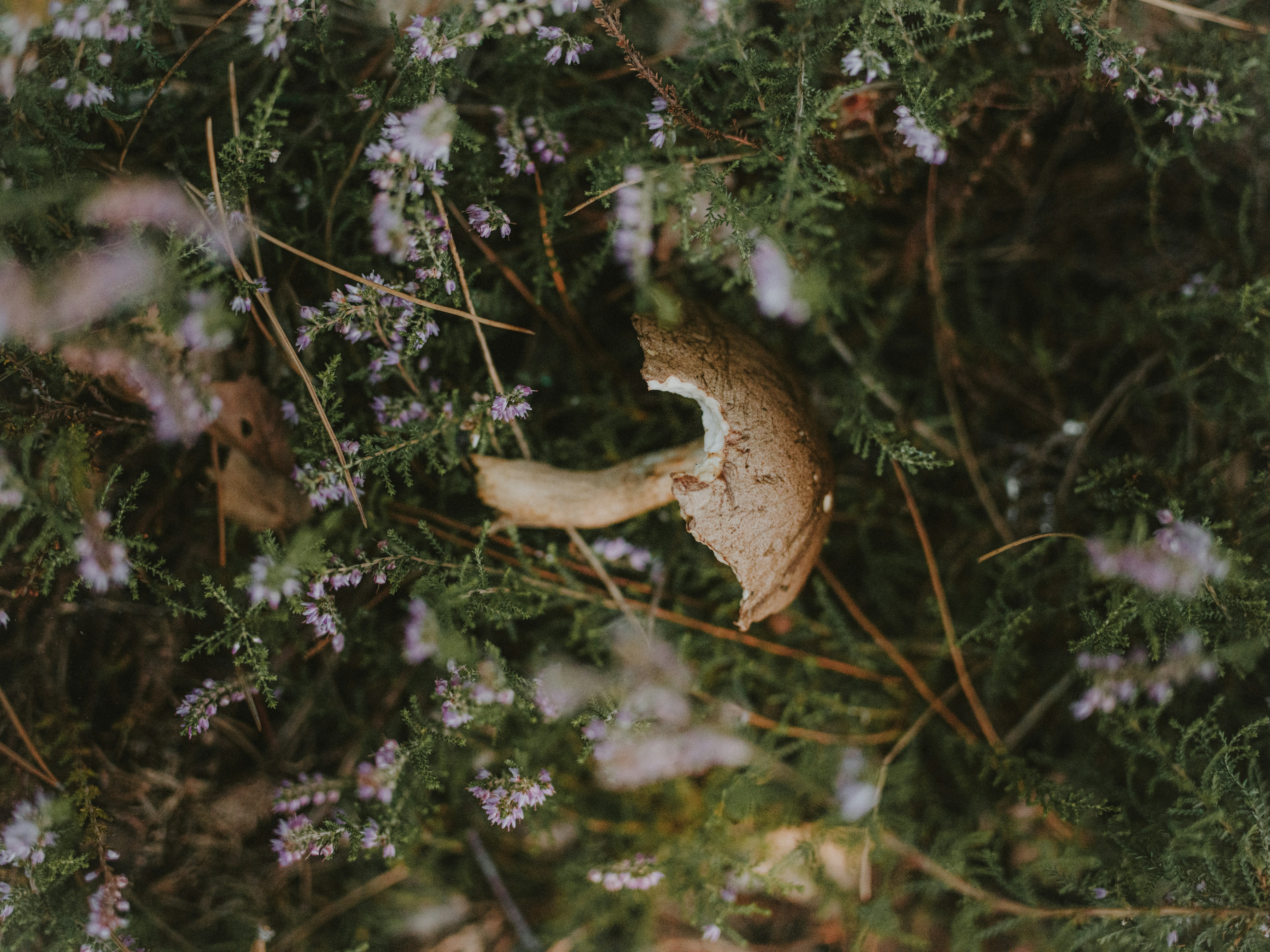 Understory Spotlight: A lone mushroom in a violet thicket.
