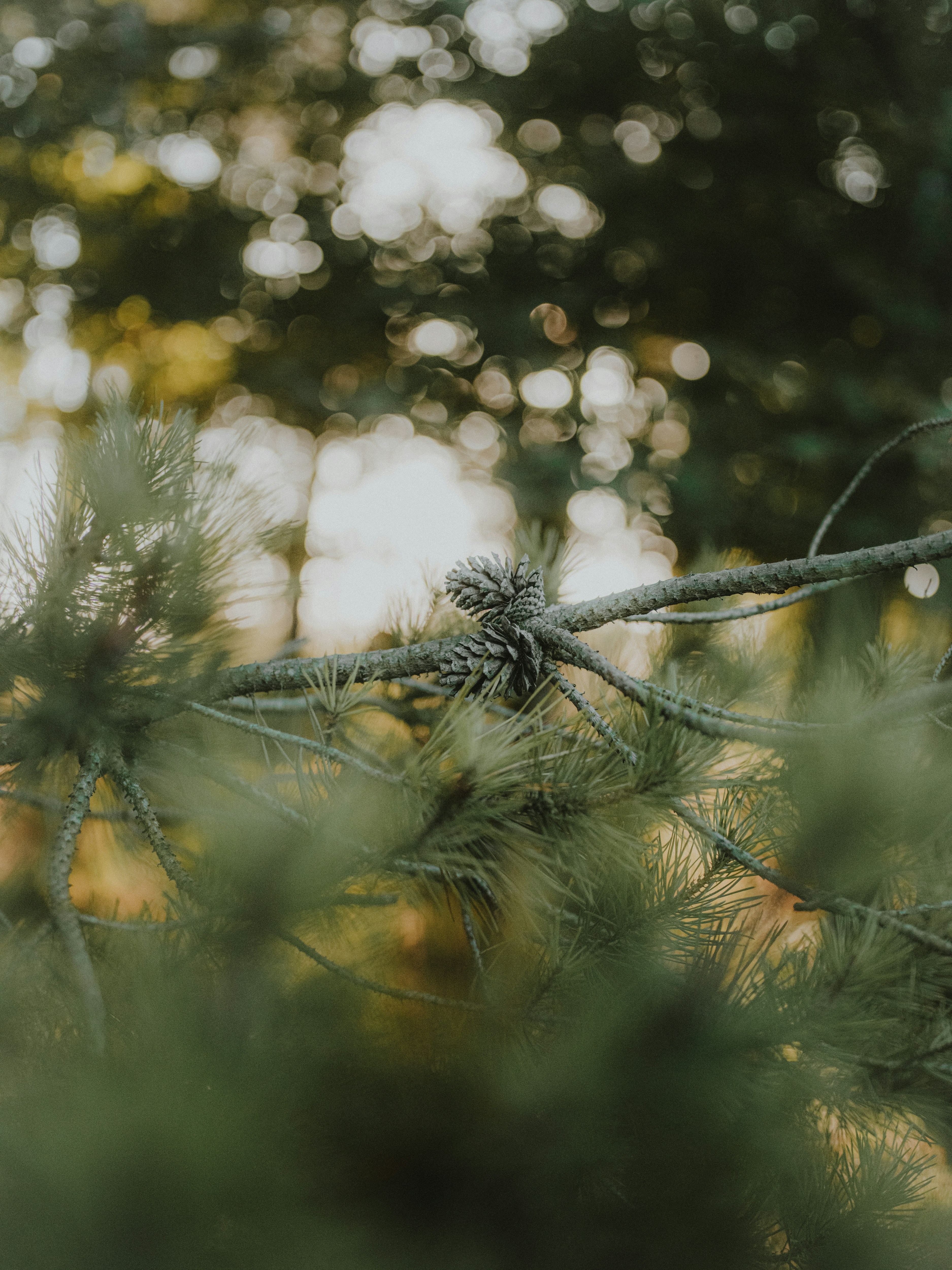 A pine tree branch with a pine cone on it photo – Free Pine Image on Unsplash
