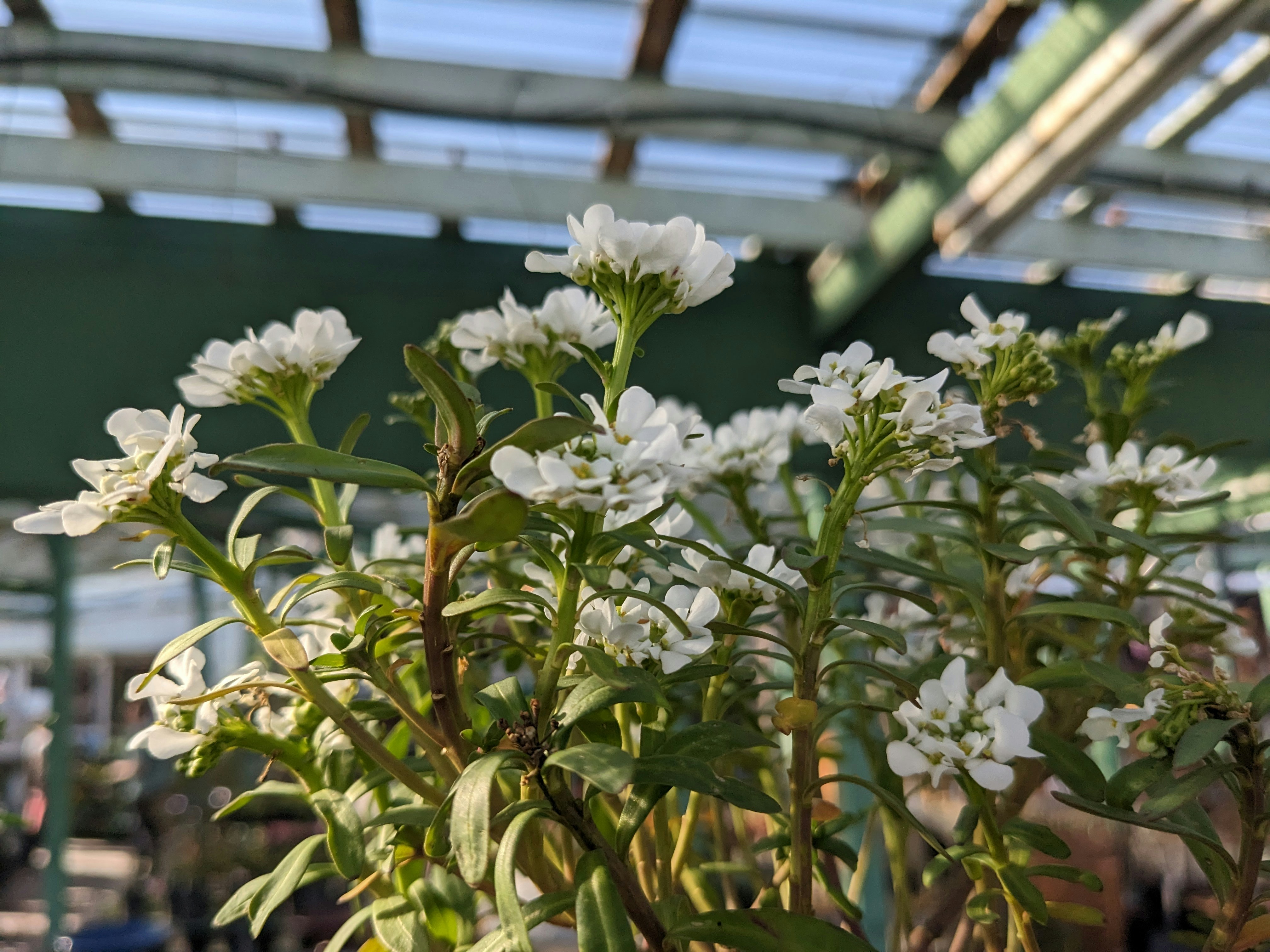 White blossoms in a sunlit greenhouse tapestry