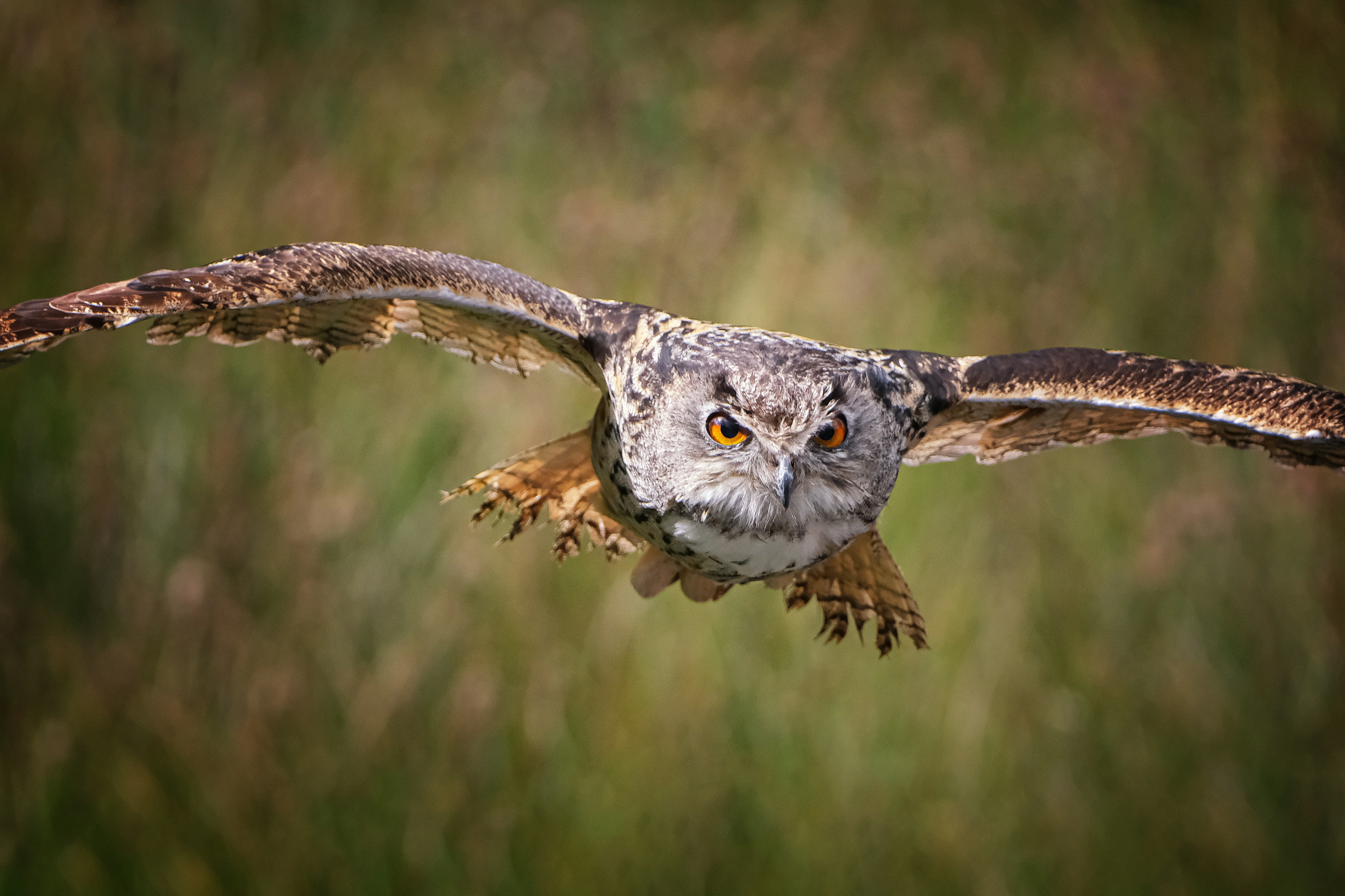 Un gran búho volando a través de un exuberante campo verde foto ...